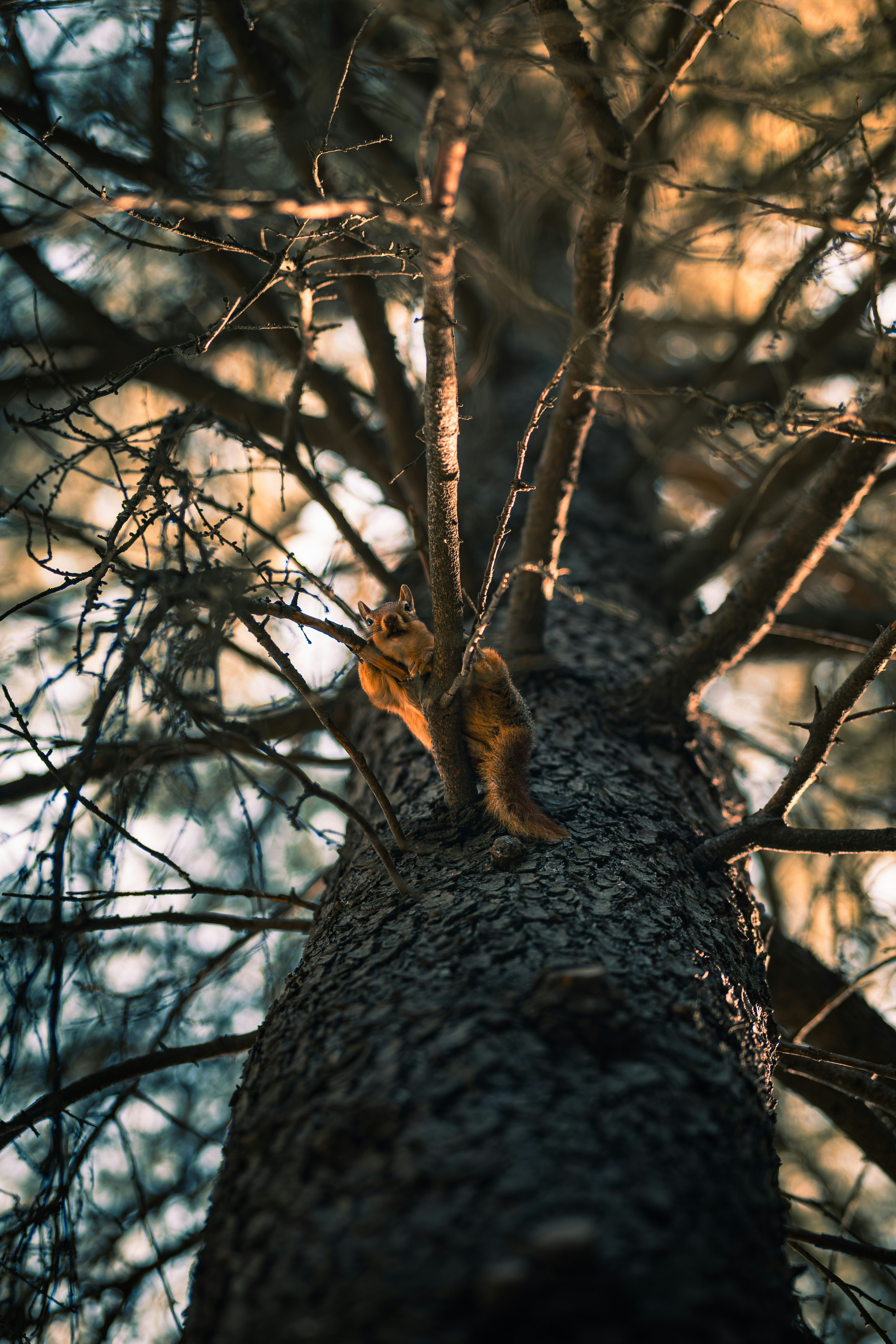 Squirrel Adrift in Bark: A Climb up the Cedar Trunk