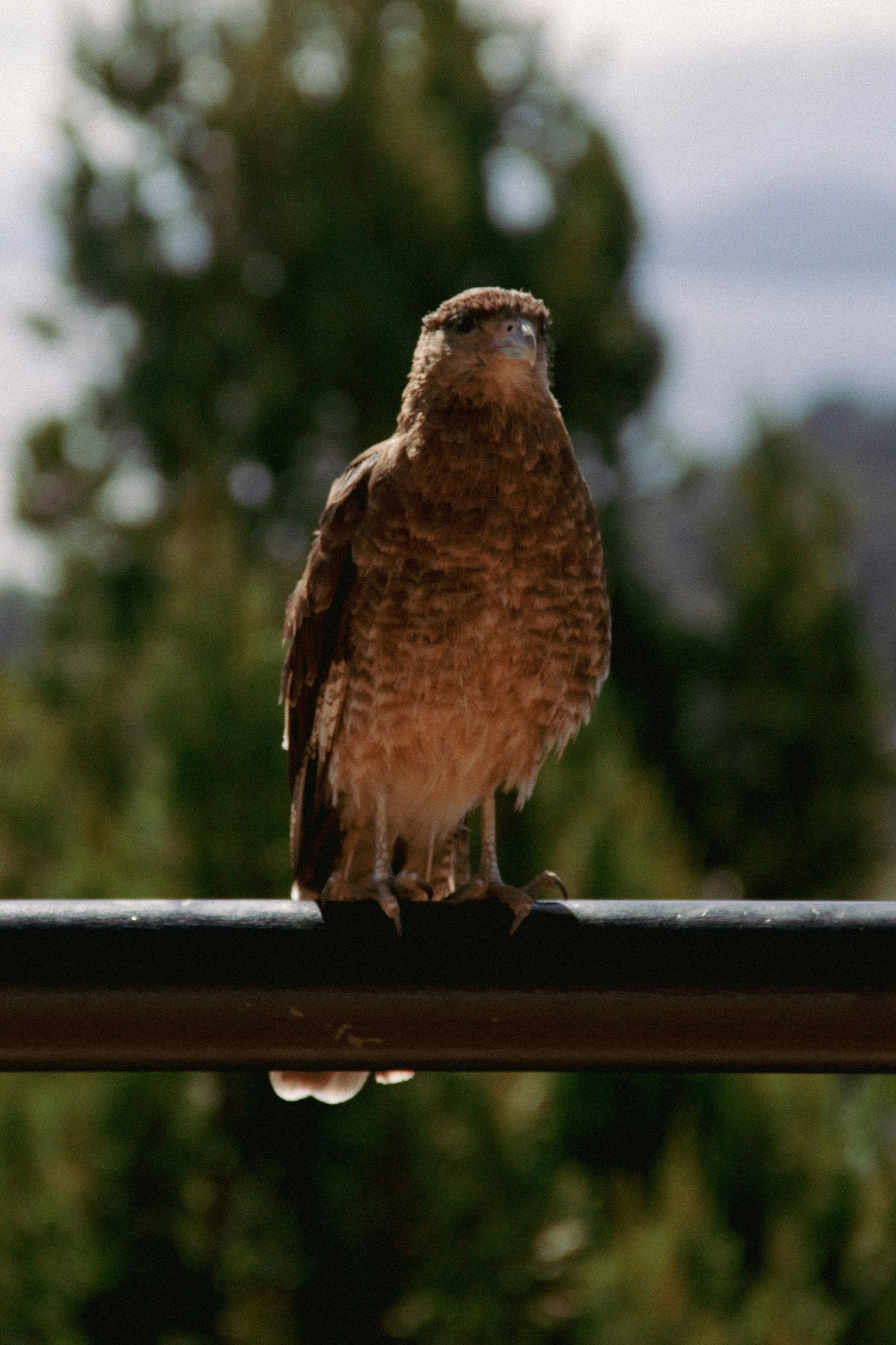 Perched Power: A brown hawk-like raptor gazes outward from a railing