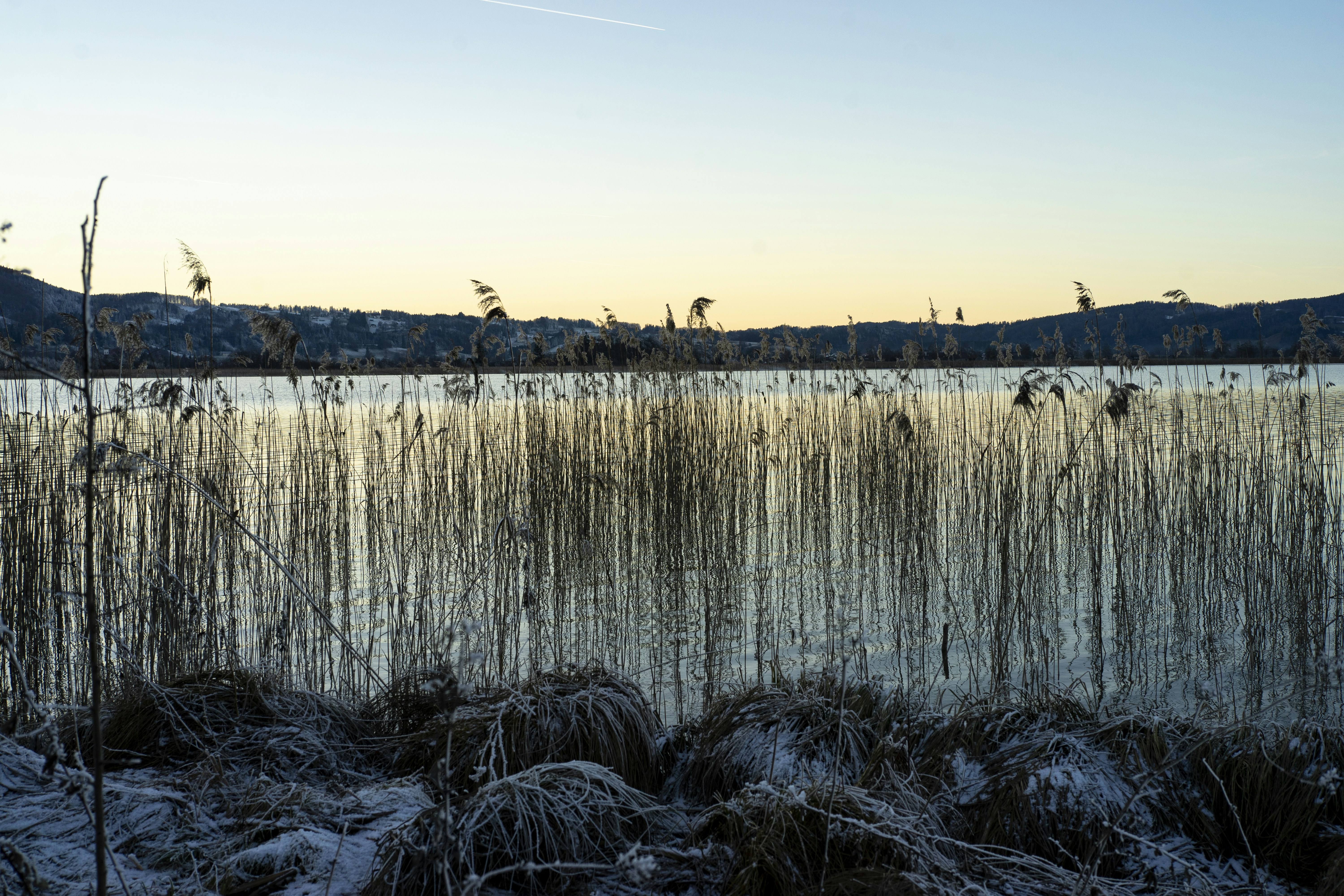 Reed silhouettes at dusk over a frost-kissed lakeshore