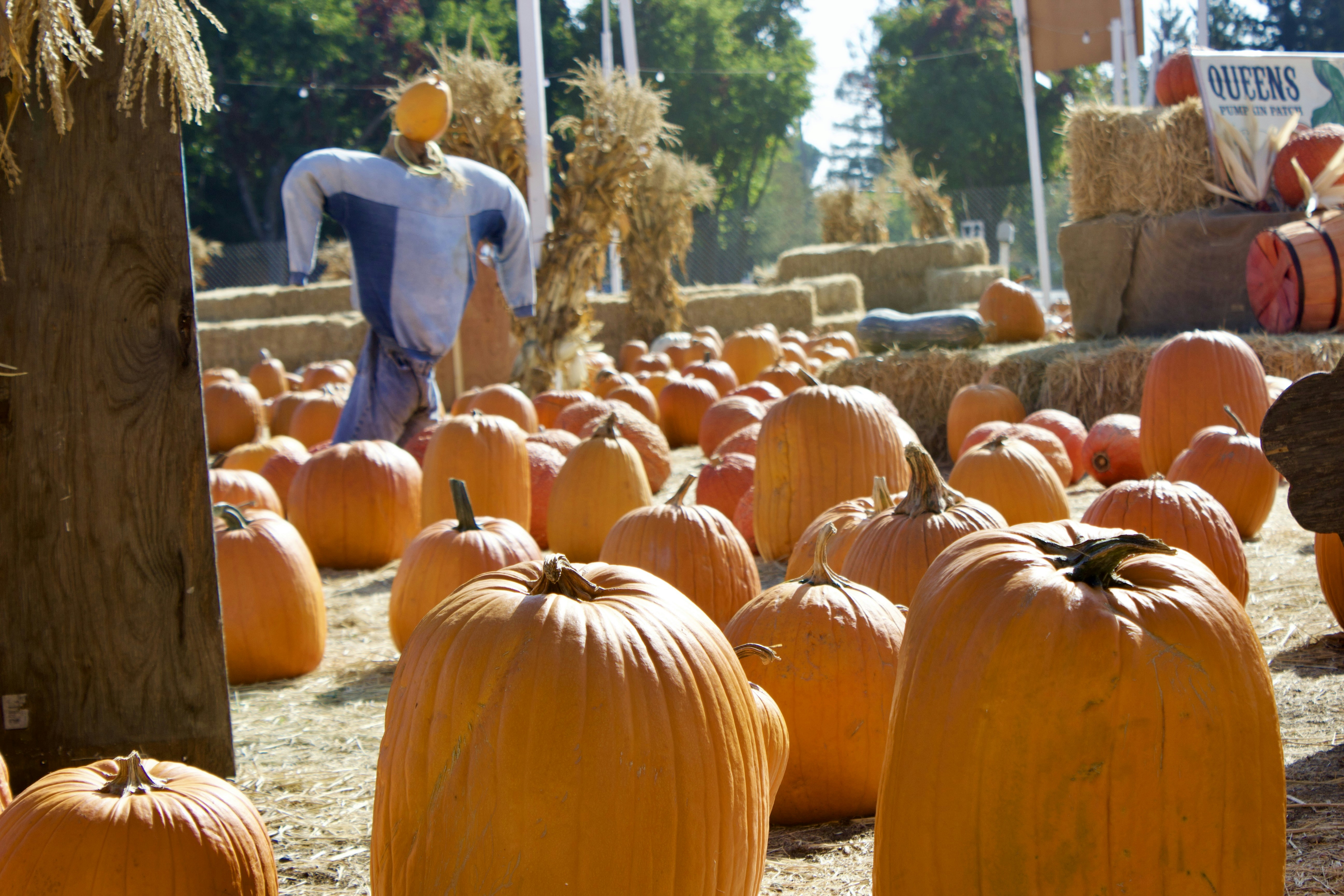 Pumpkin Patch Shadow Play: A Harvest Scene with a Distant Scarecrow