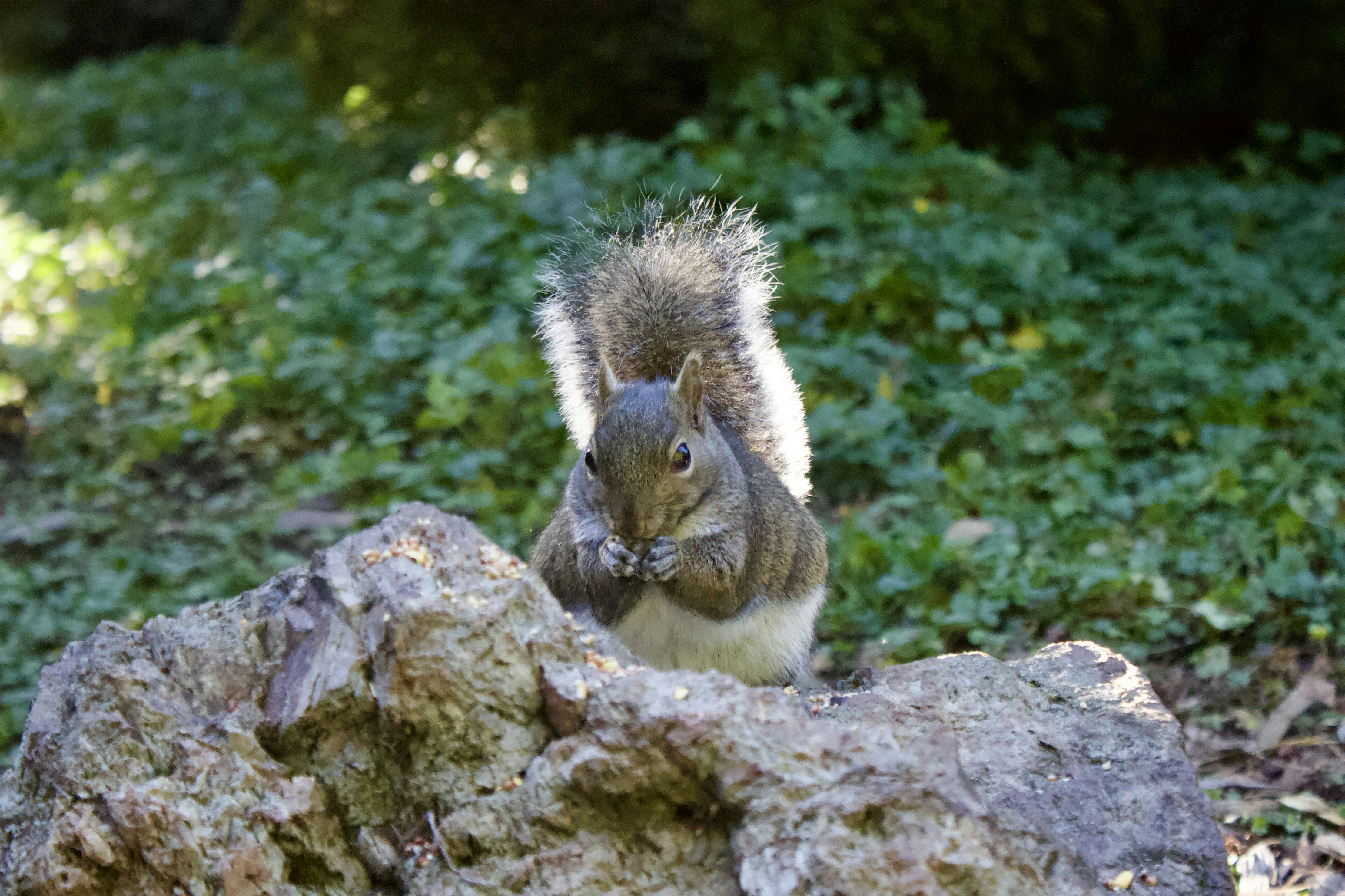 Squirrel Sentinel on Sunlit Rock