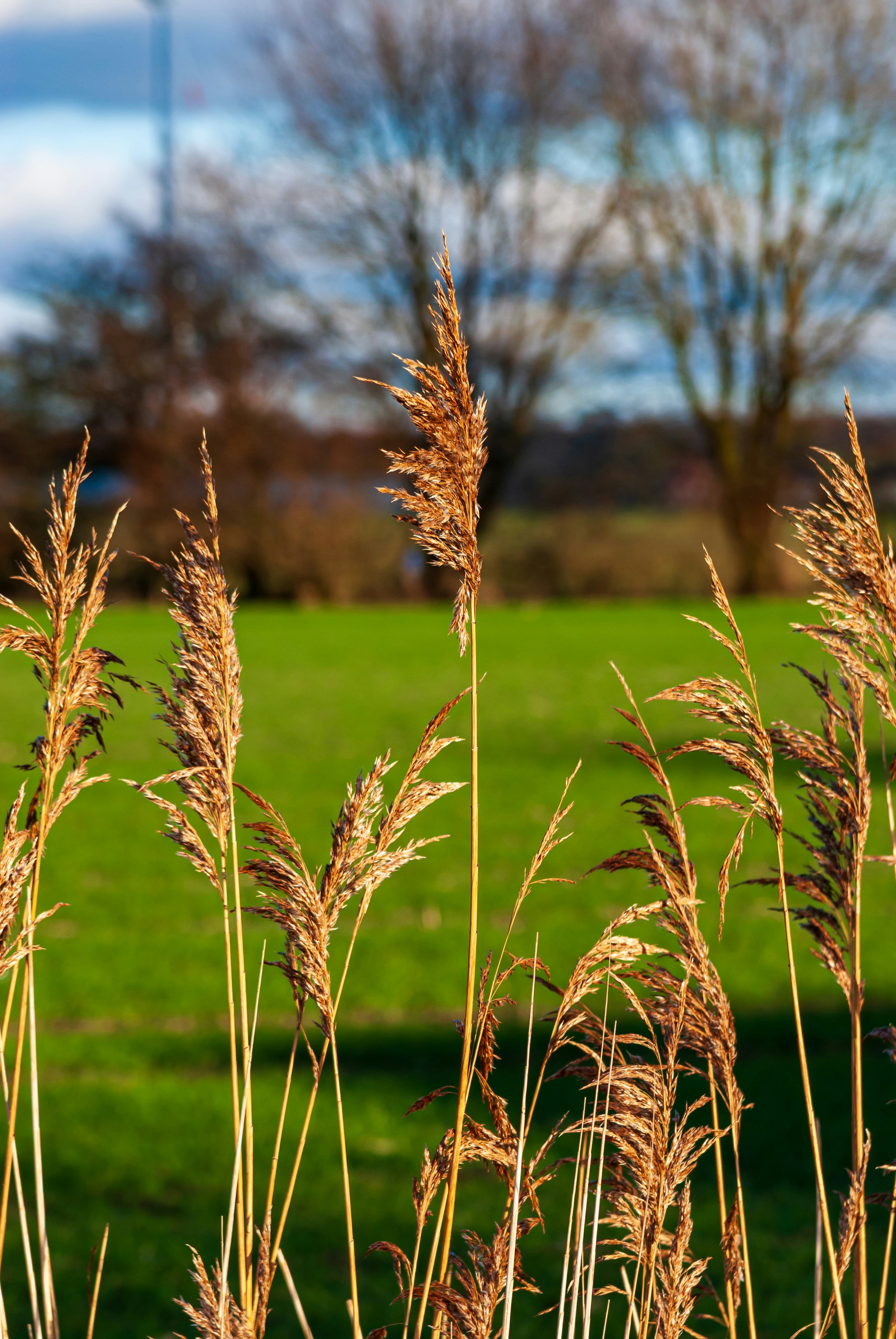 Golden Reeds Reigning Over a Quiet Park