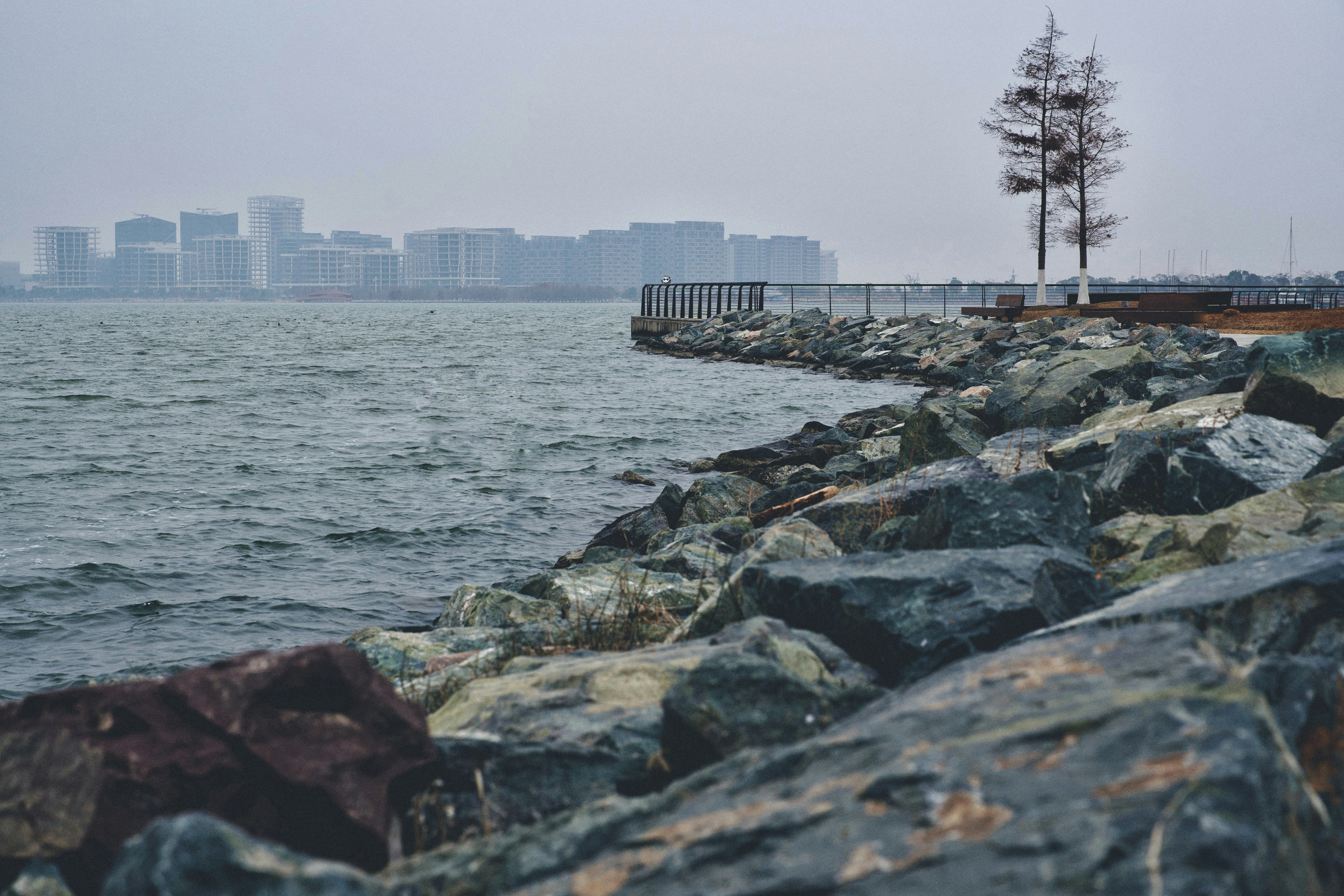Seaside Breakwater: Lone Tree at the Edge of the City