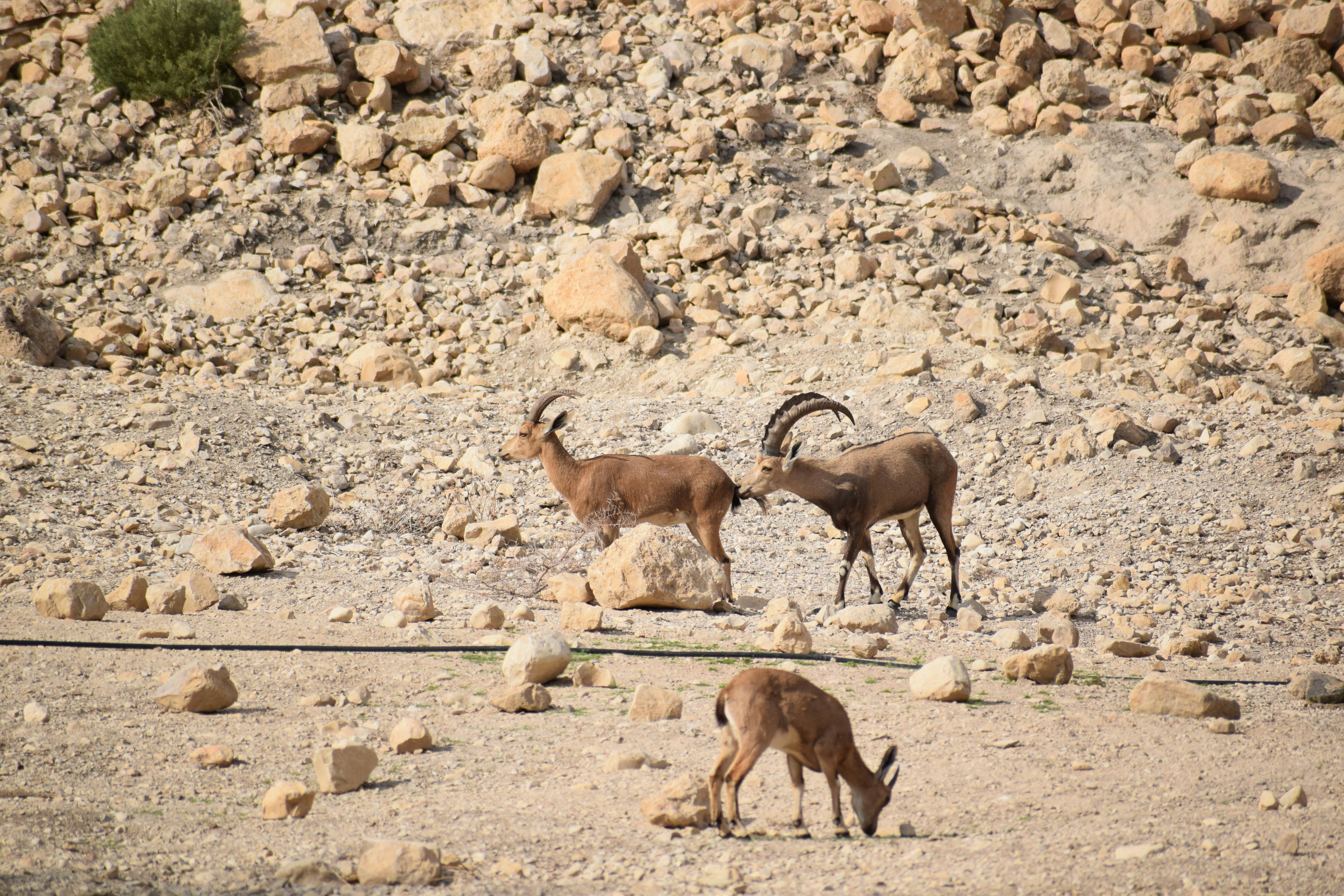 Desert Ram Pack: Two ibex-like goats confront a younger companion under a rocky spill