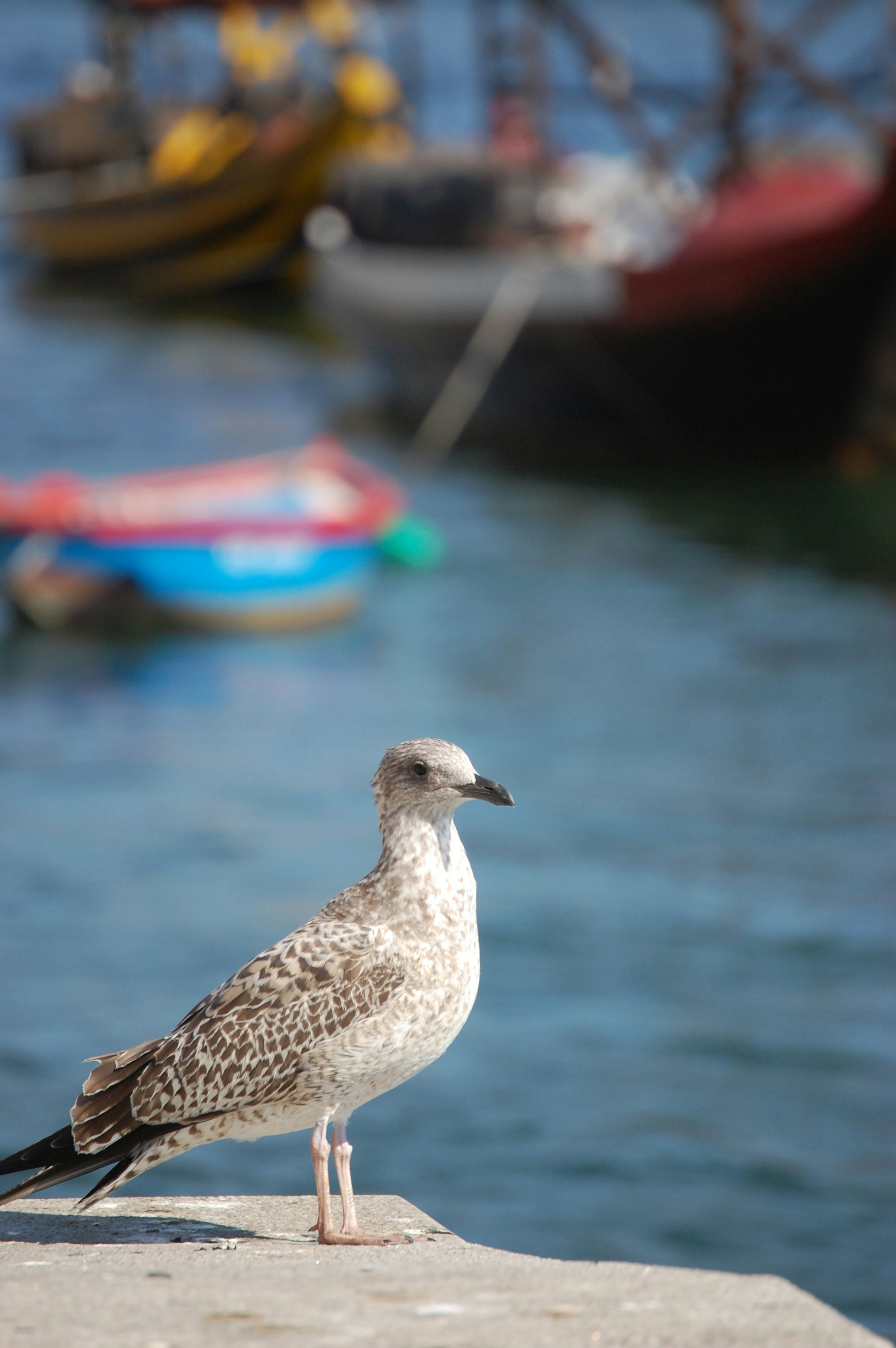 Seabird at the Dock: Focused Portrait by the Water
