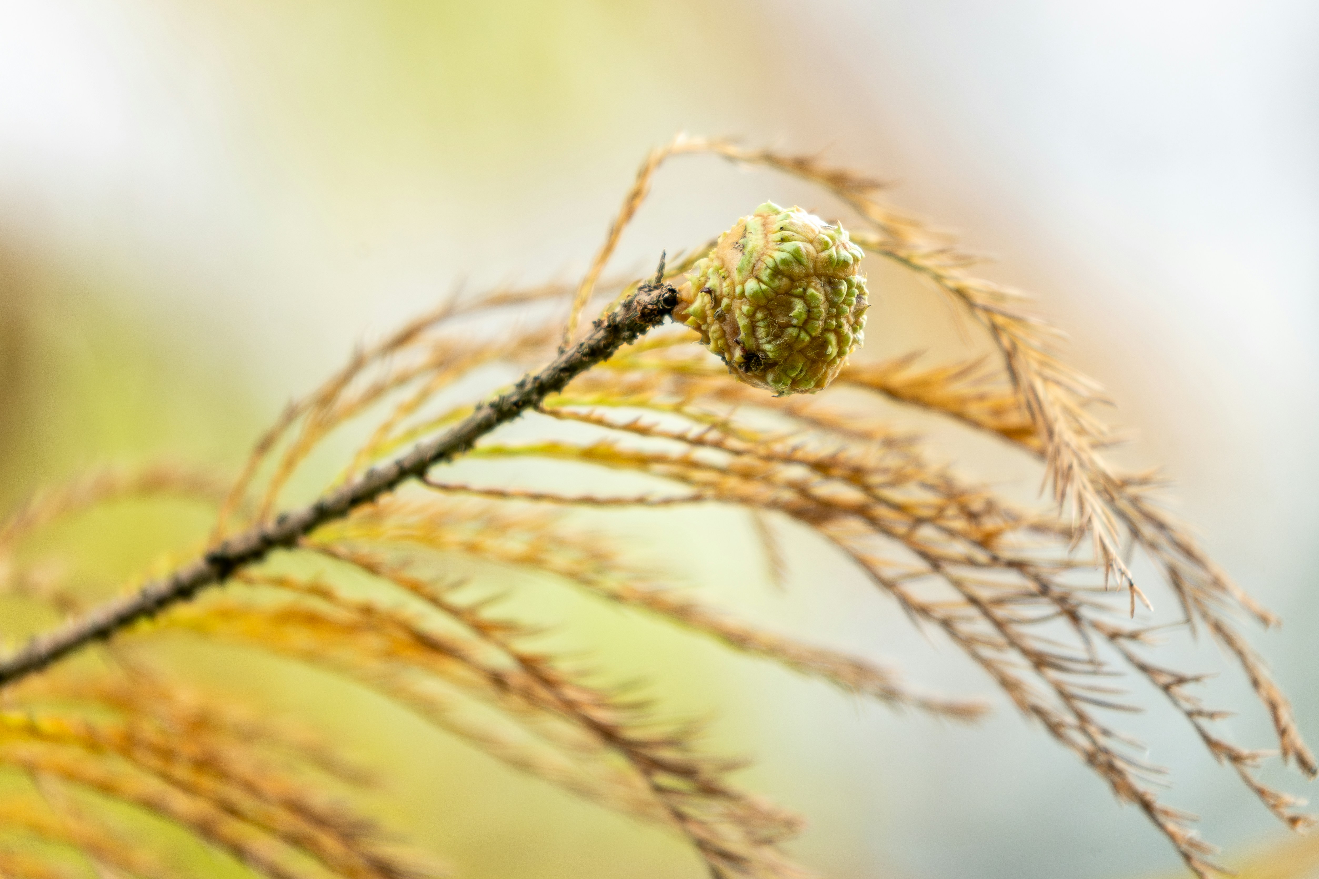 Blossom Capsule on a Breezy Branch