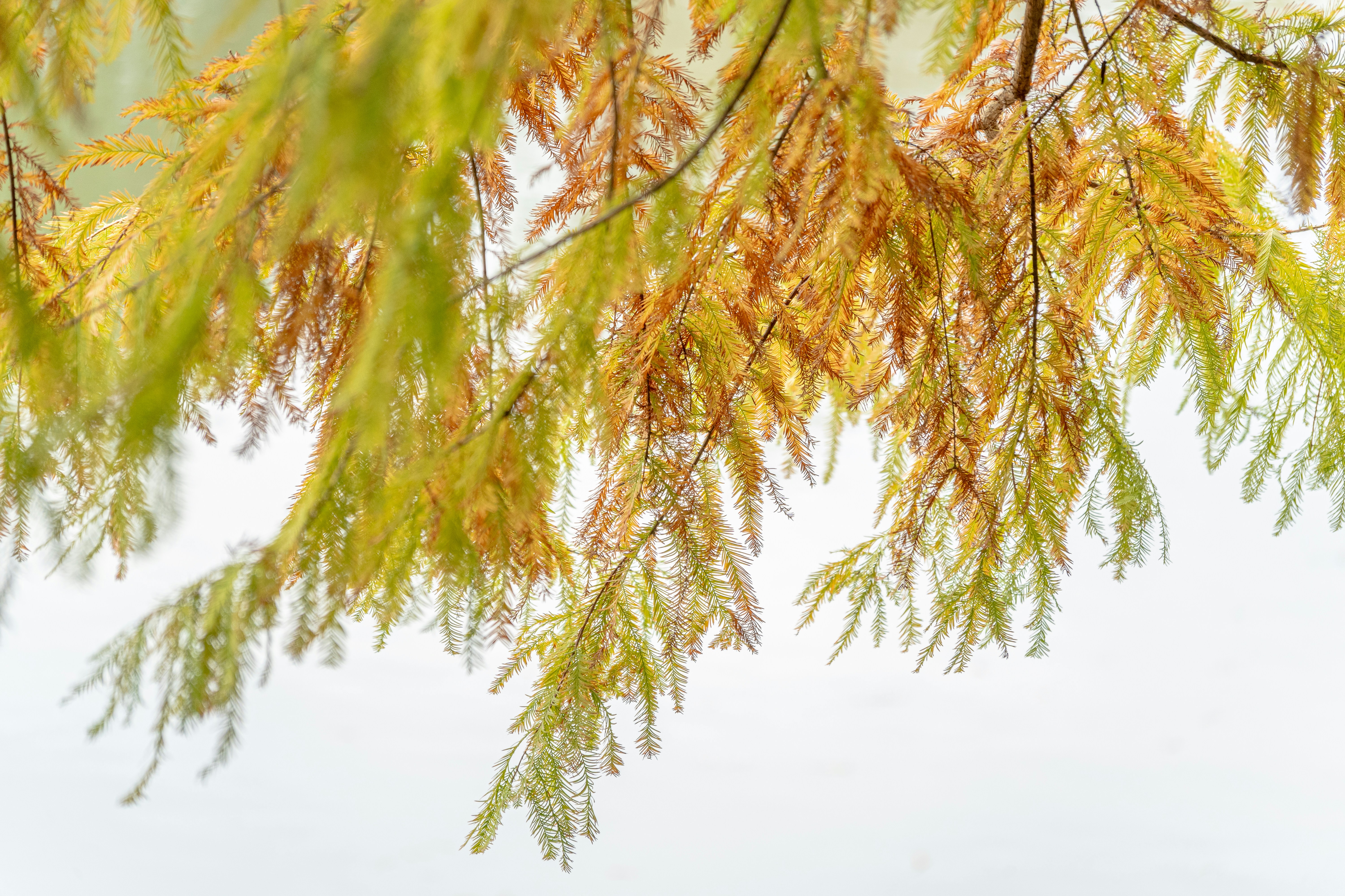 Autumnal Ferns Draping Over a Quiet White Sky