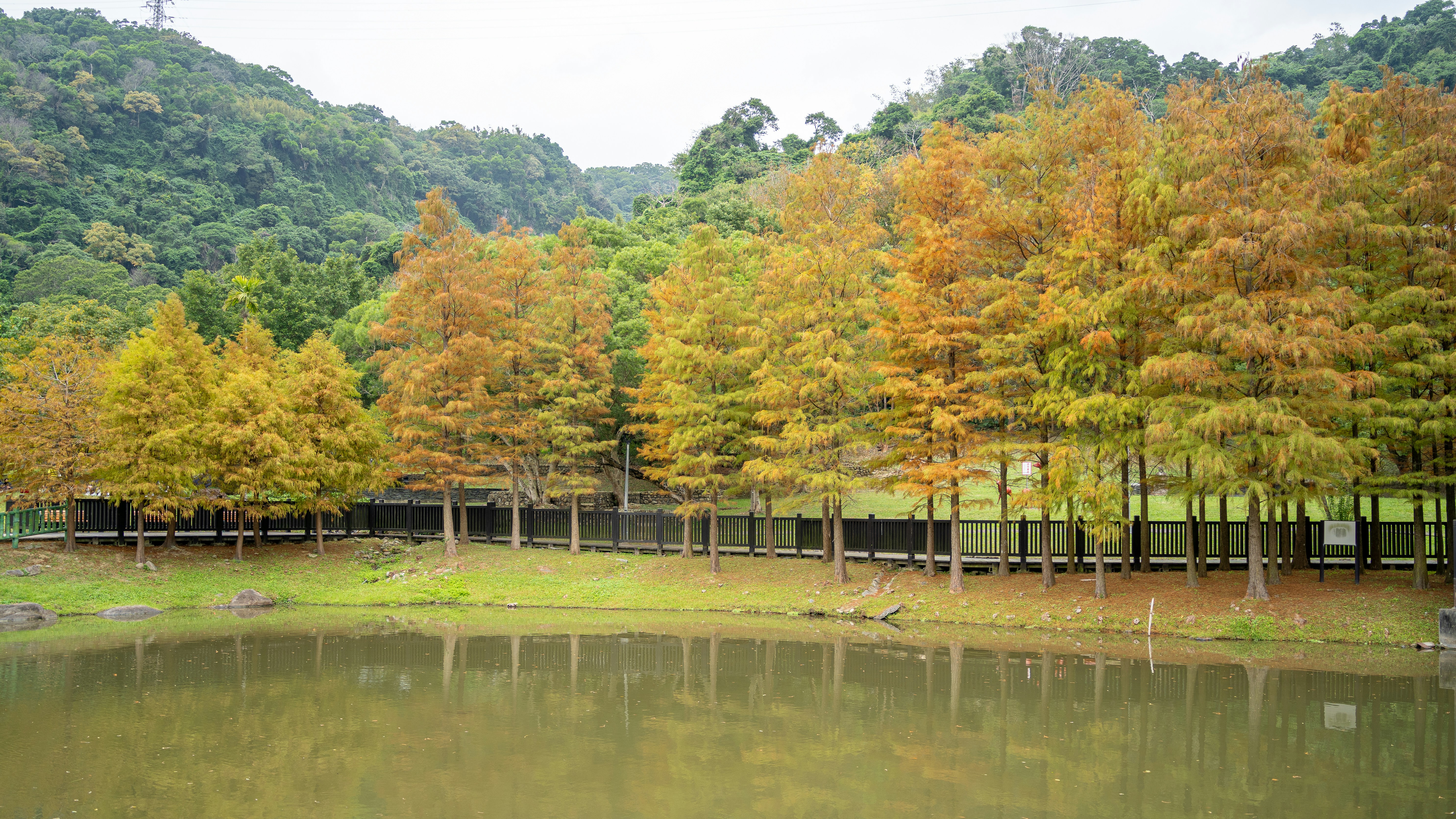 Autumn Row of Trees Refracted by a Calm Pond
