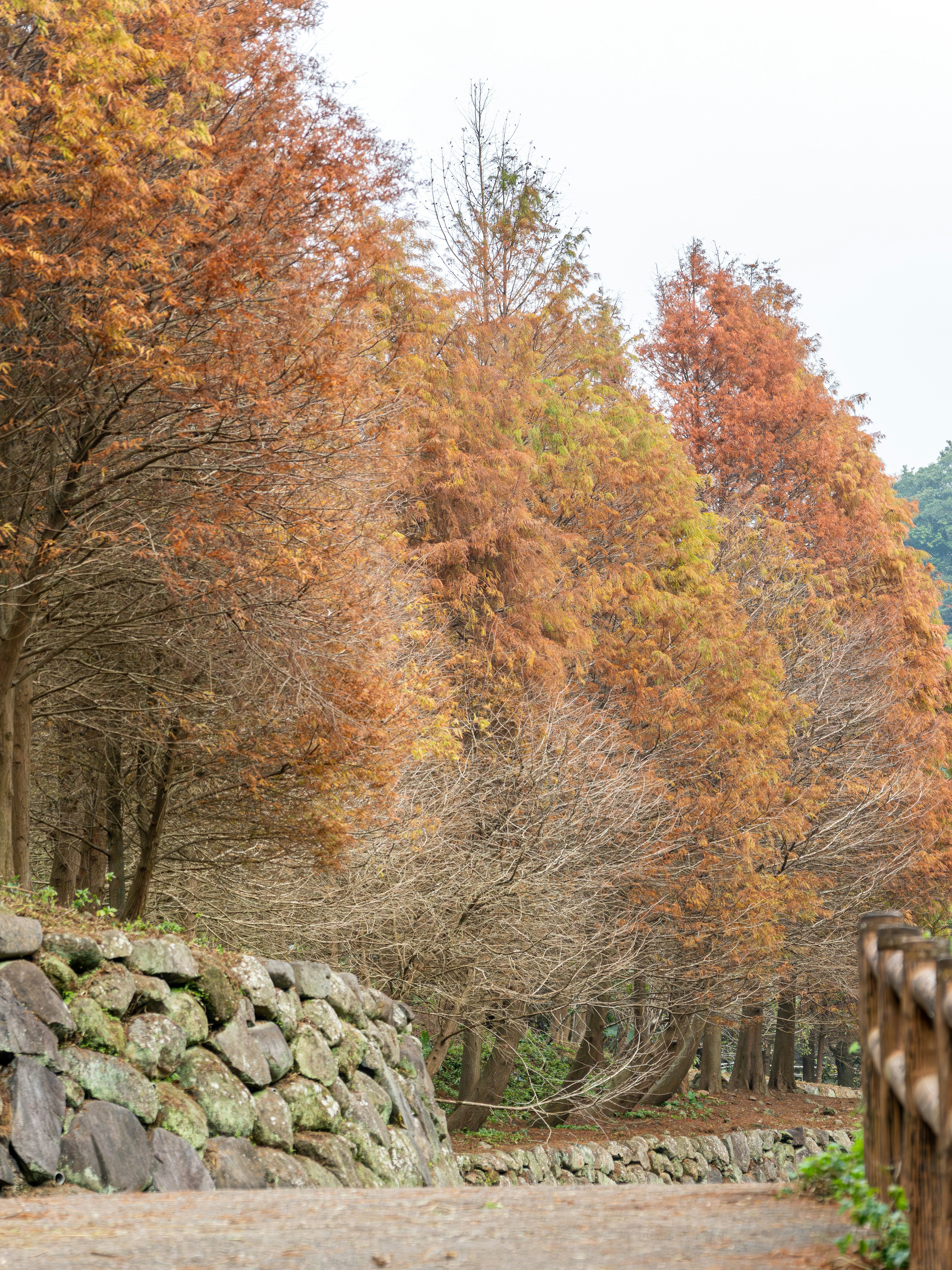 Autumn Avenue: A Quiet Path Through Warmer Hues