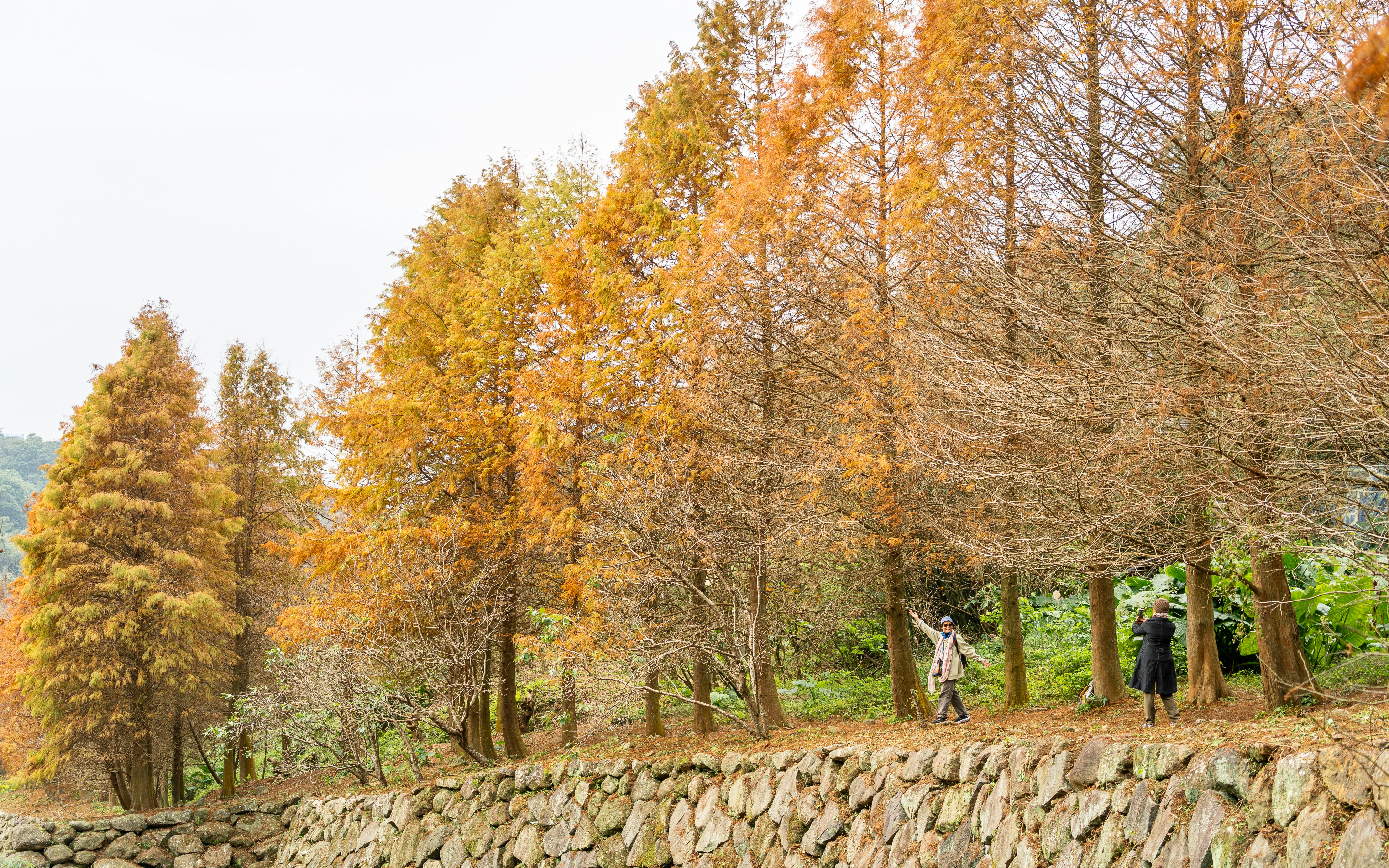 Autumn Corridor: Walkers Among Golden Pines