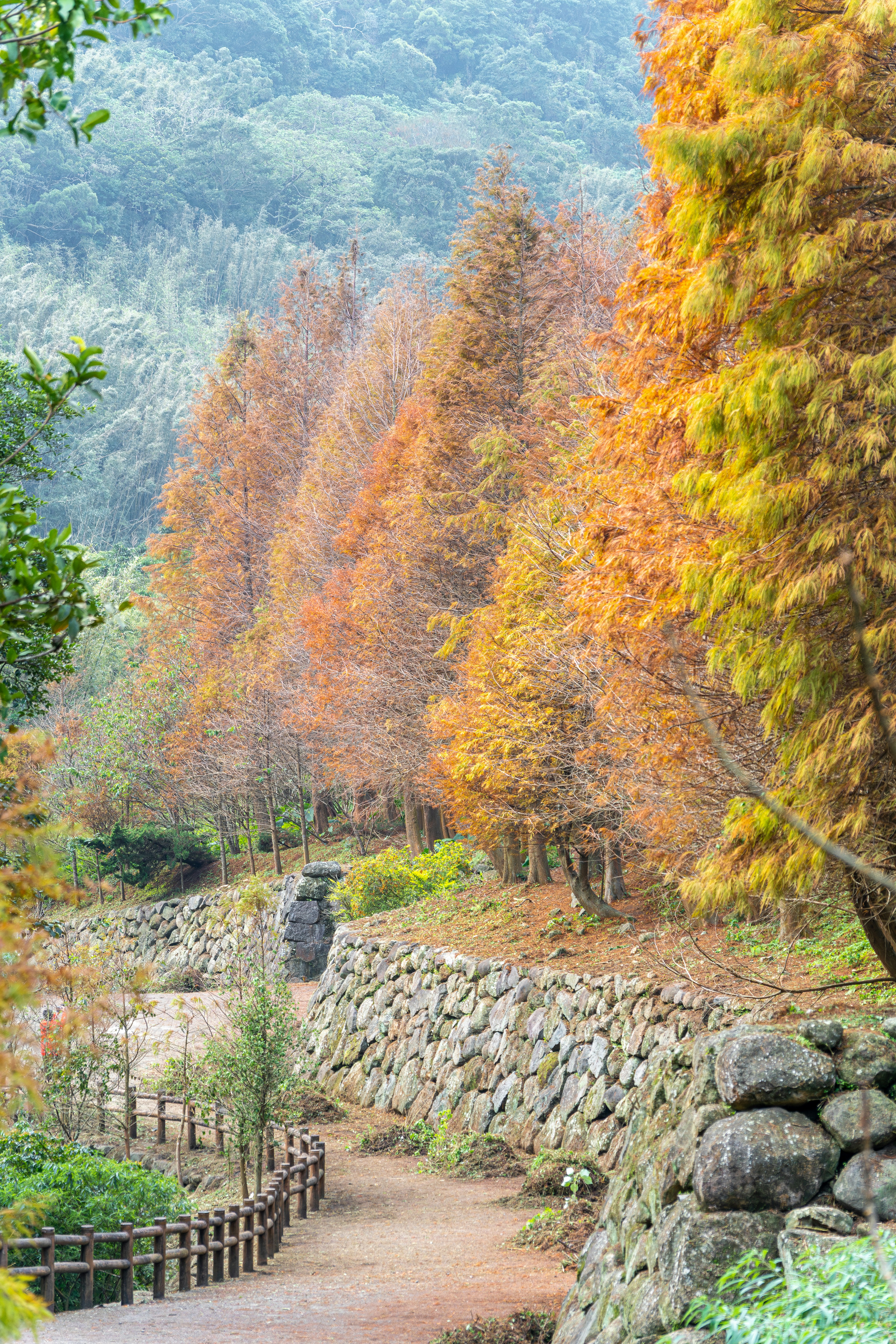Autumn Ridge Down the Stone Wall Path