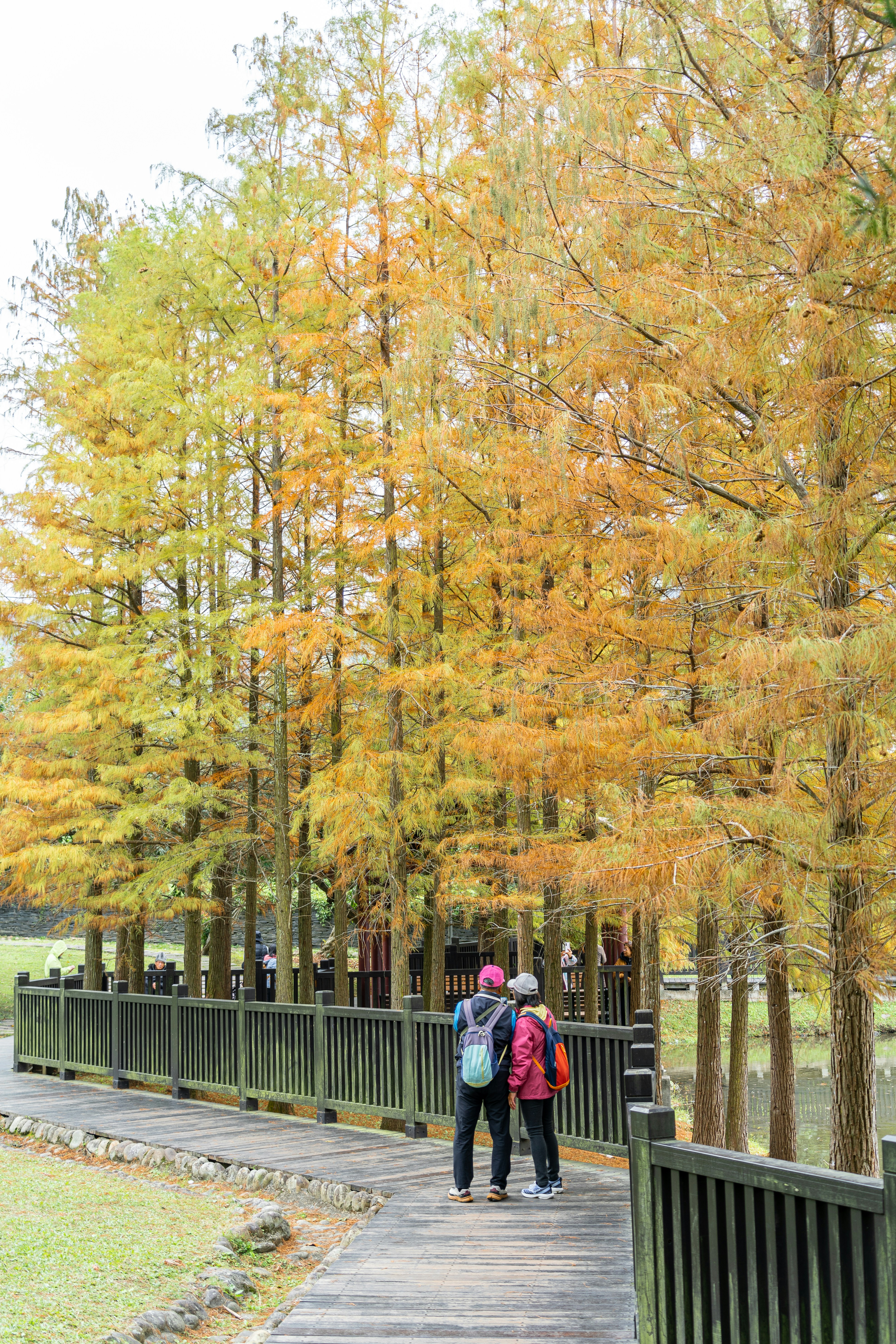 Autumn Walkway: Friends Beneath a Canopy of Fall