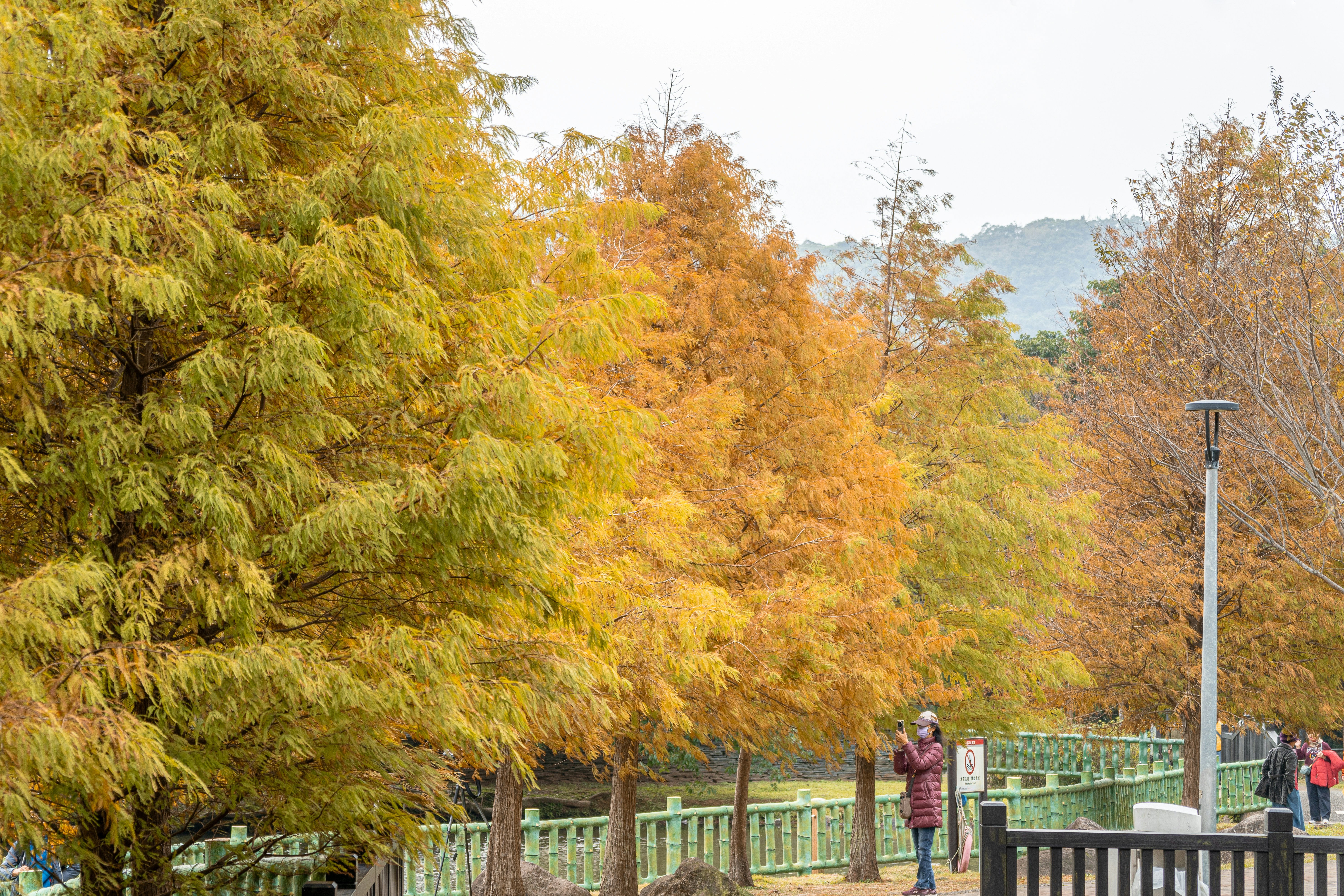 Autumn Riverwalk: A Quiet Moment among the Golden Canopy
