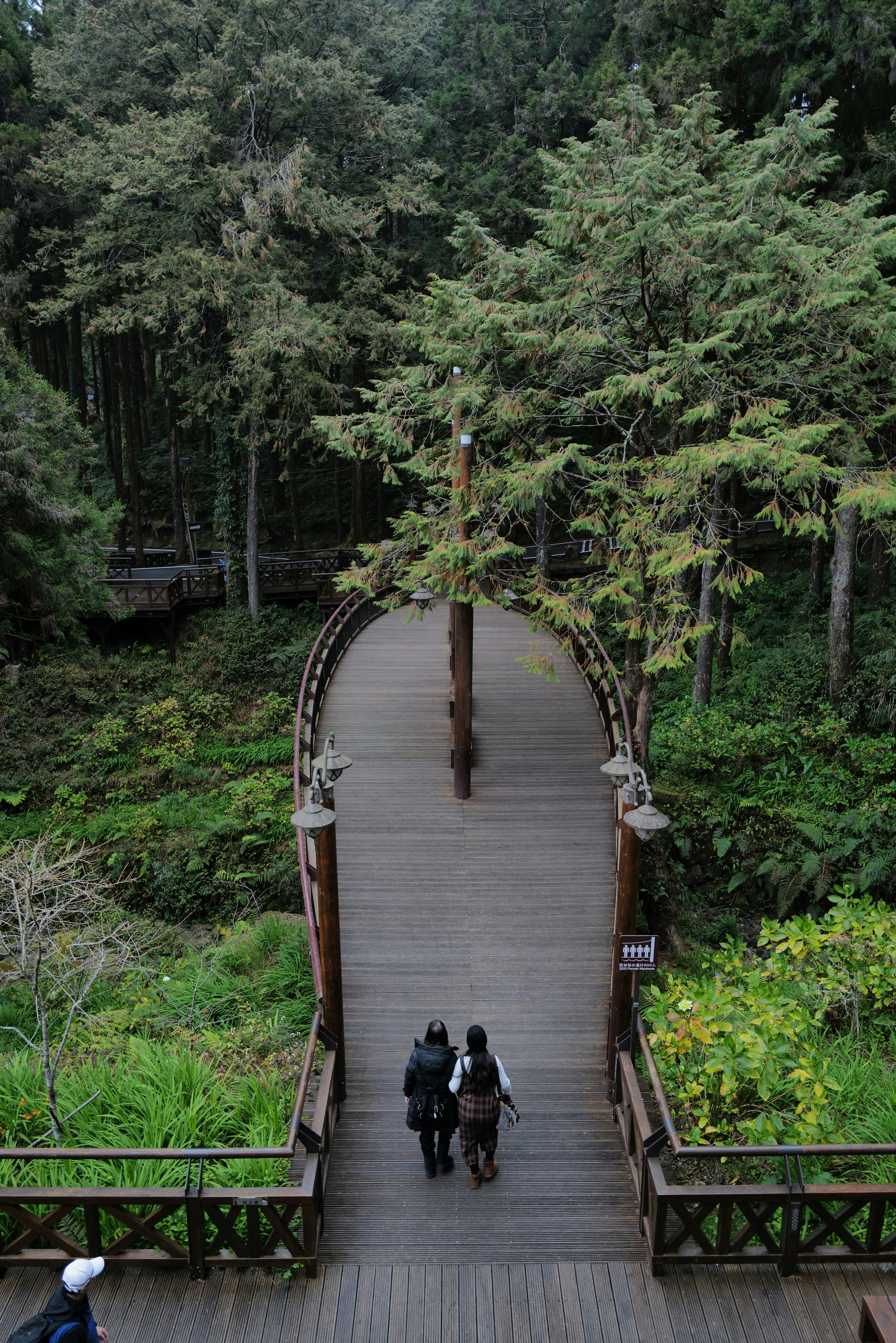 Bridge to the Forest Staircase