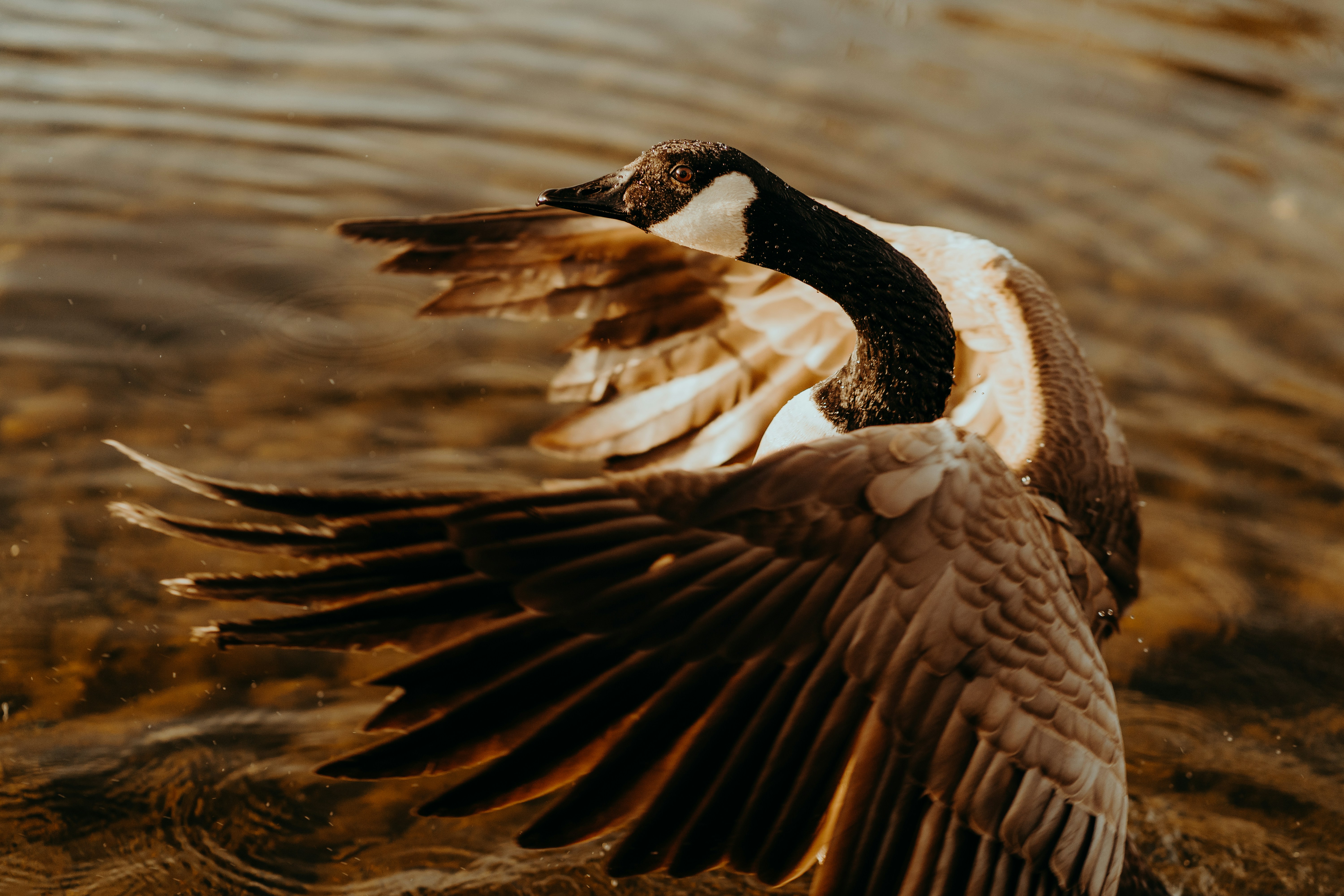 Winged silhouette in warm water light