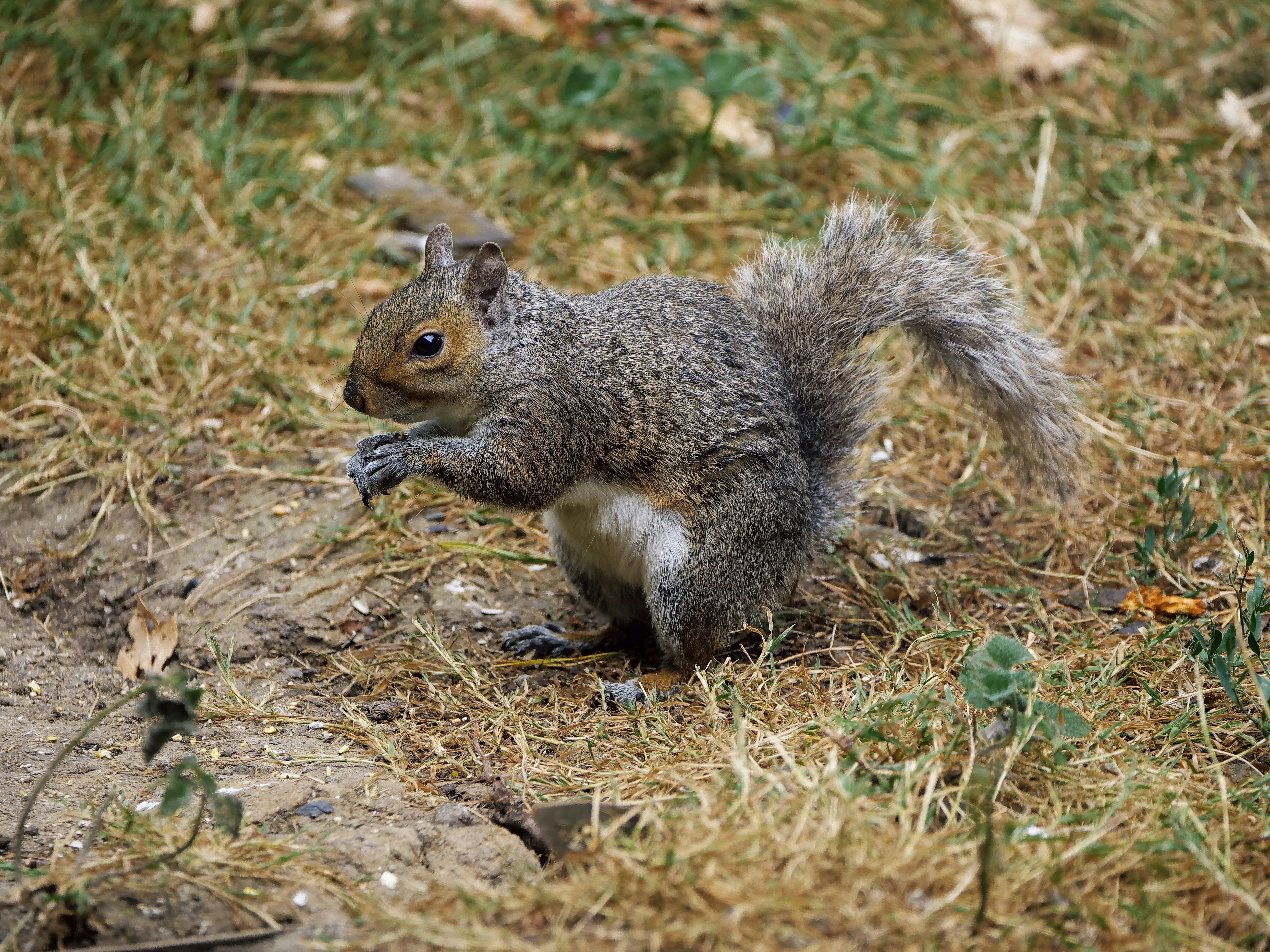 Squirrel Mid-Stride With Nut in Pause