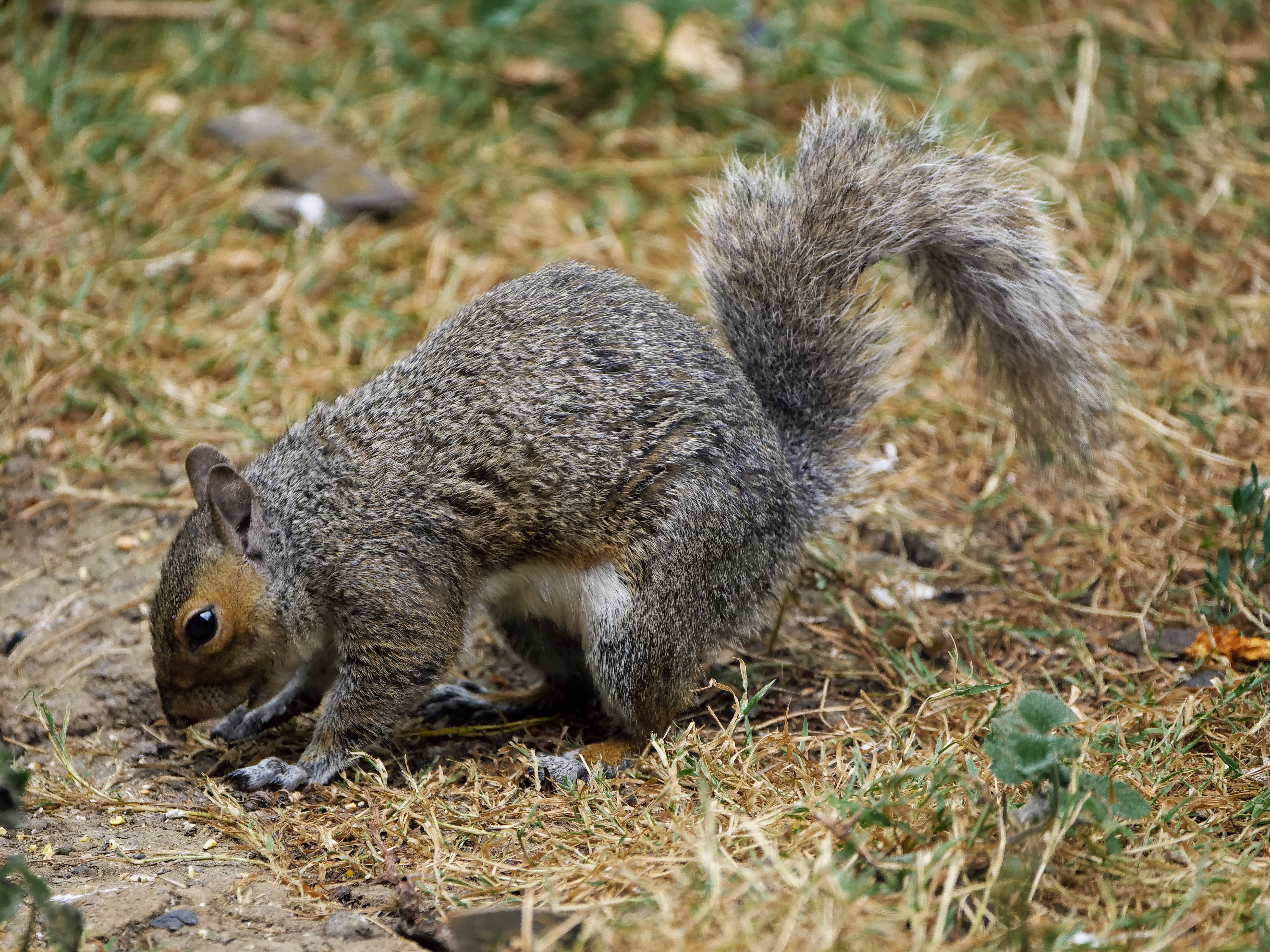 Grounded foraging: a curious gray squirrel surveys the autumn floor