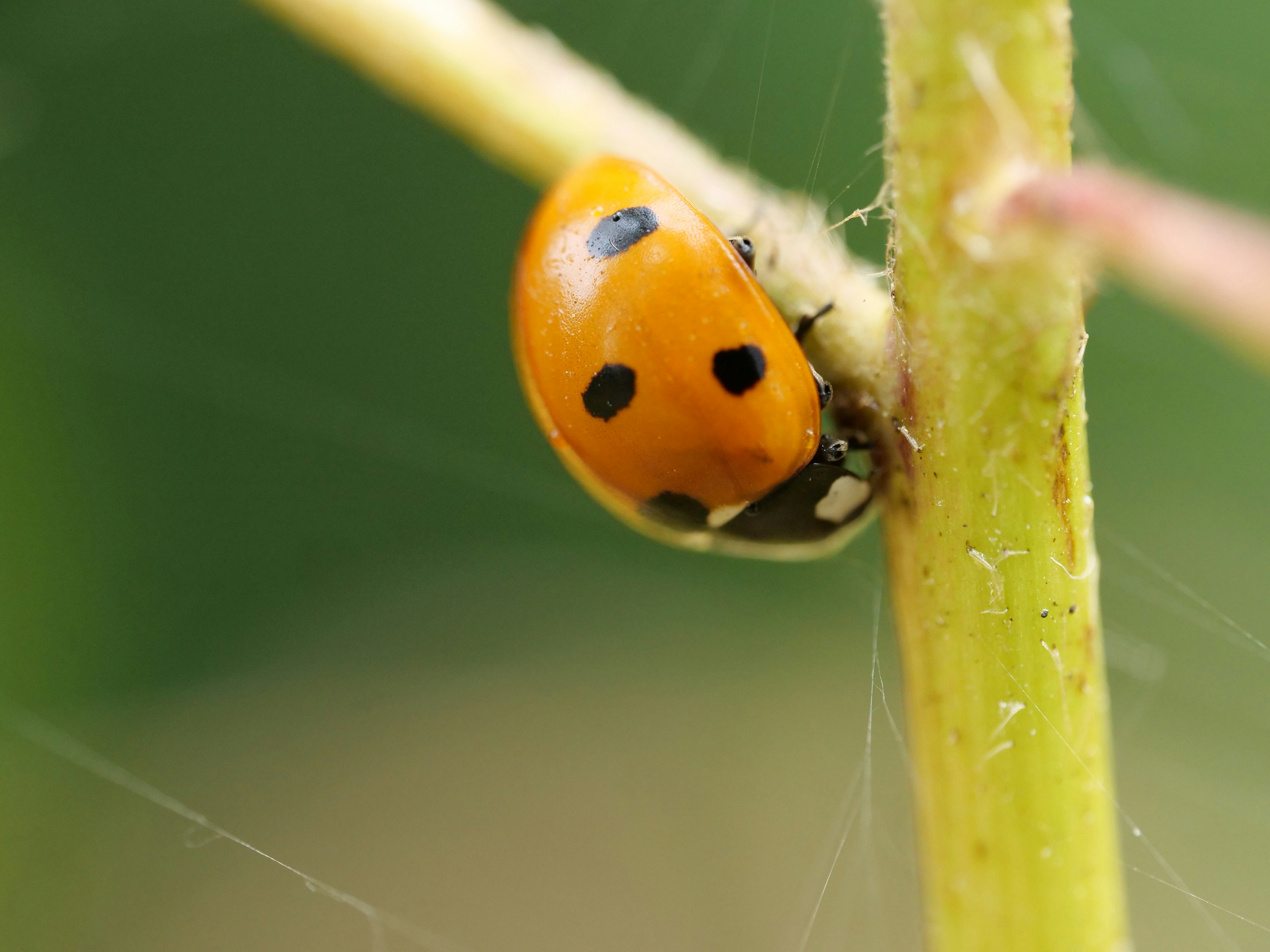 Orange Ladybug Clinging to a Green Stem in Soft Focus