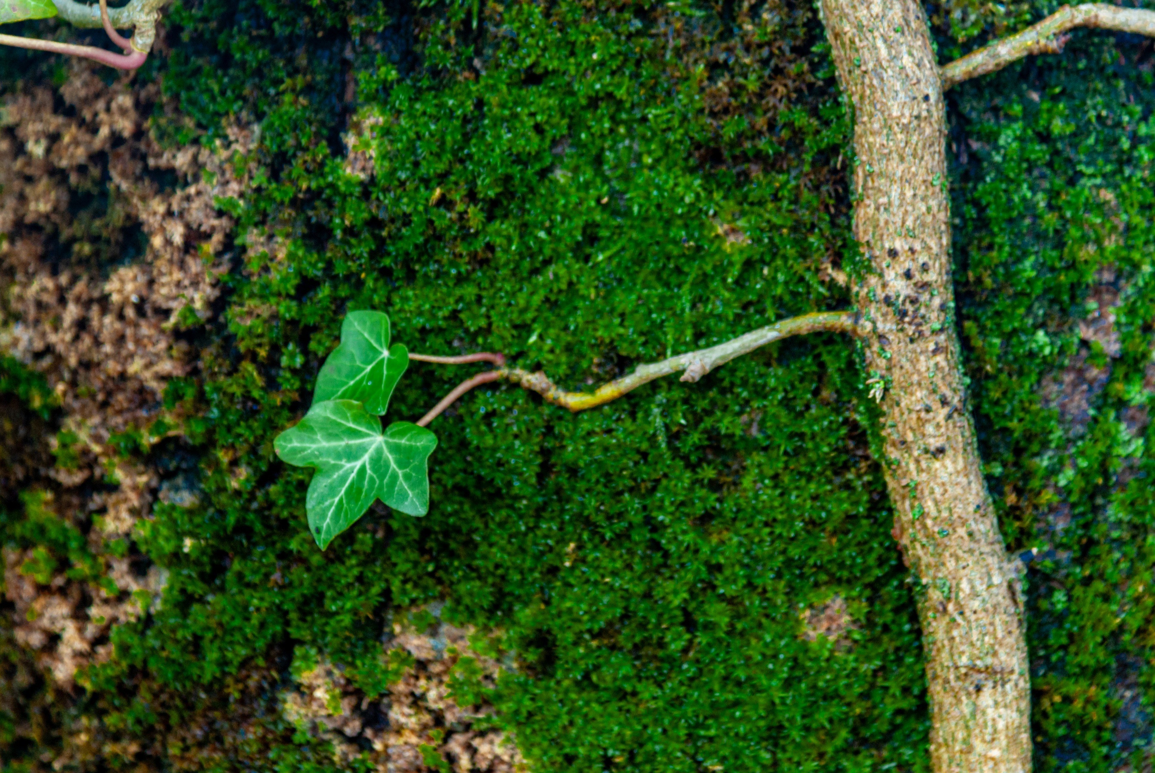 Green Veil Between Ivy and Bark
