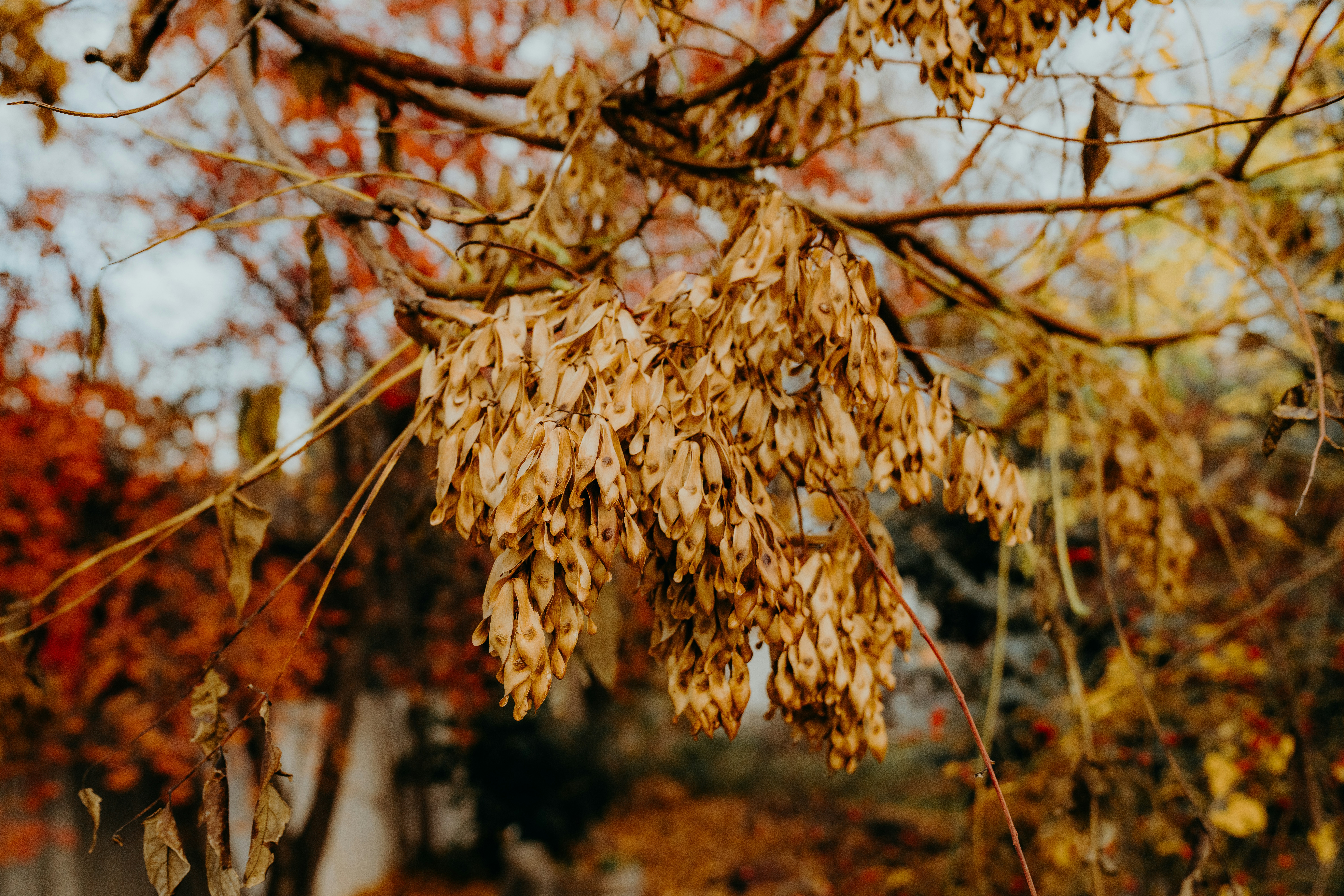 Burnished Autumn Cascade: Dried Leaves in Golden Light