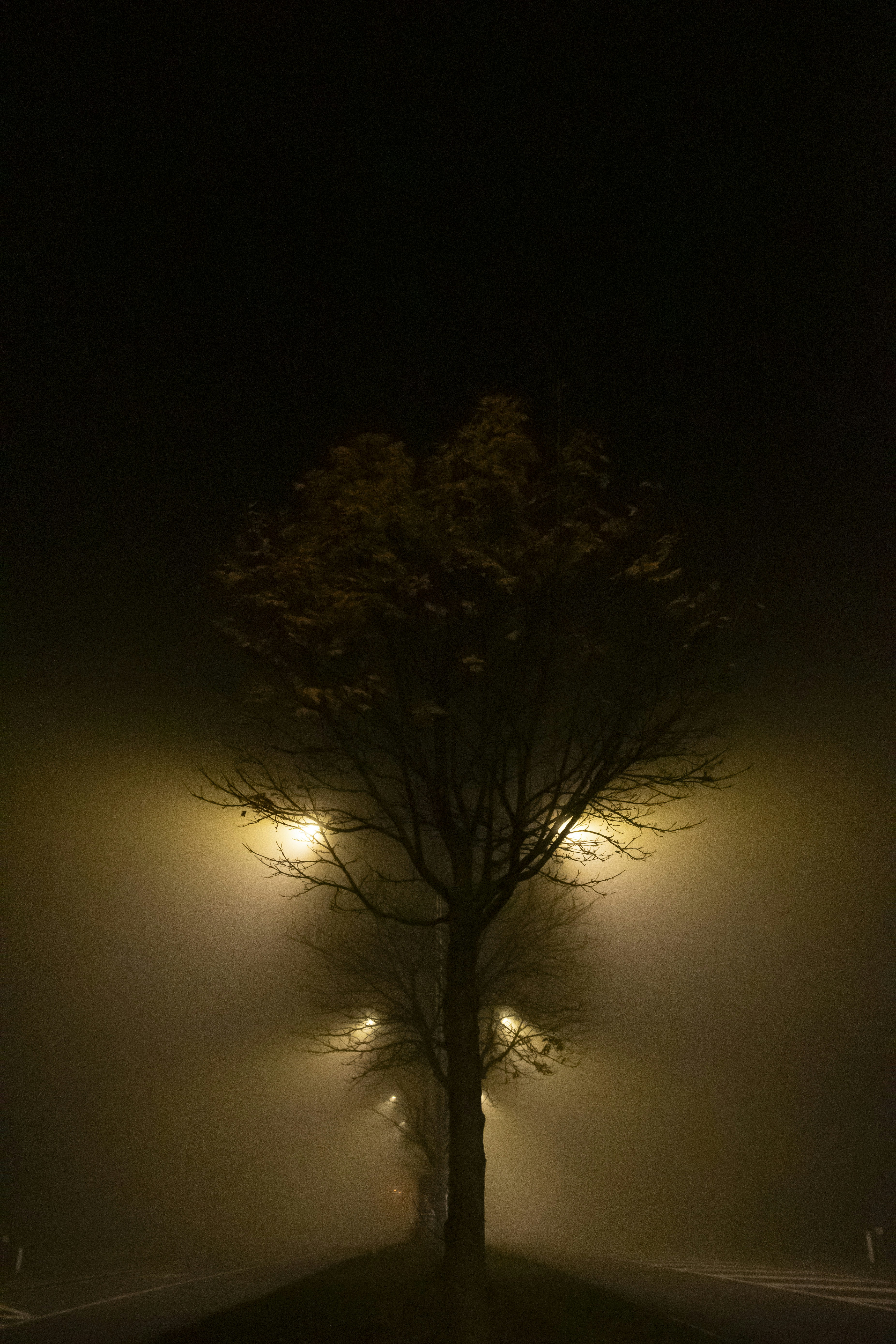 Lone Lamp Tree in Foggy Night Boulevard