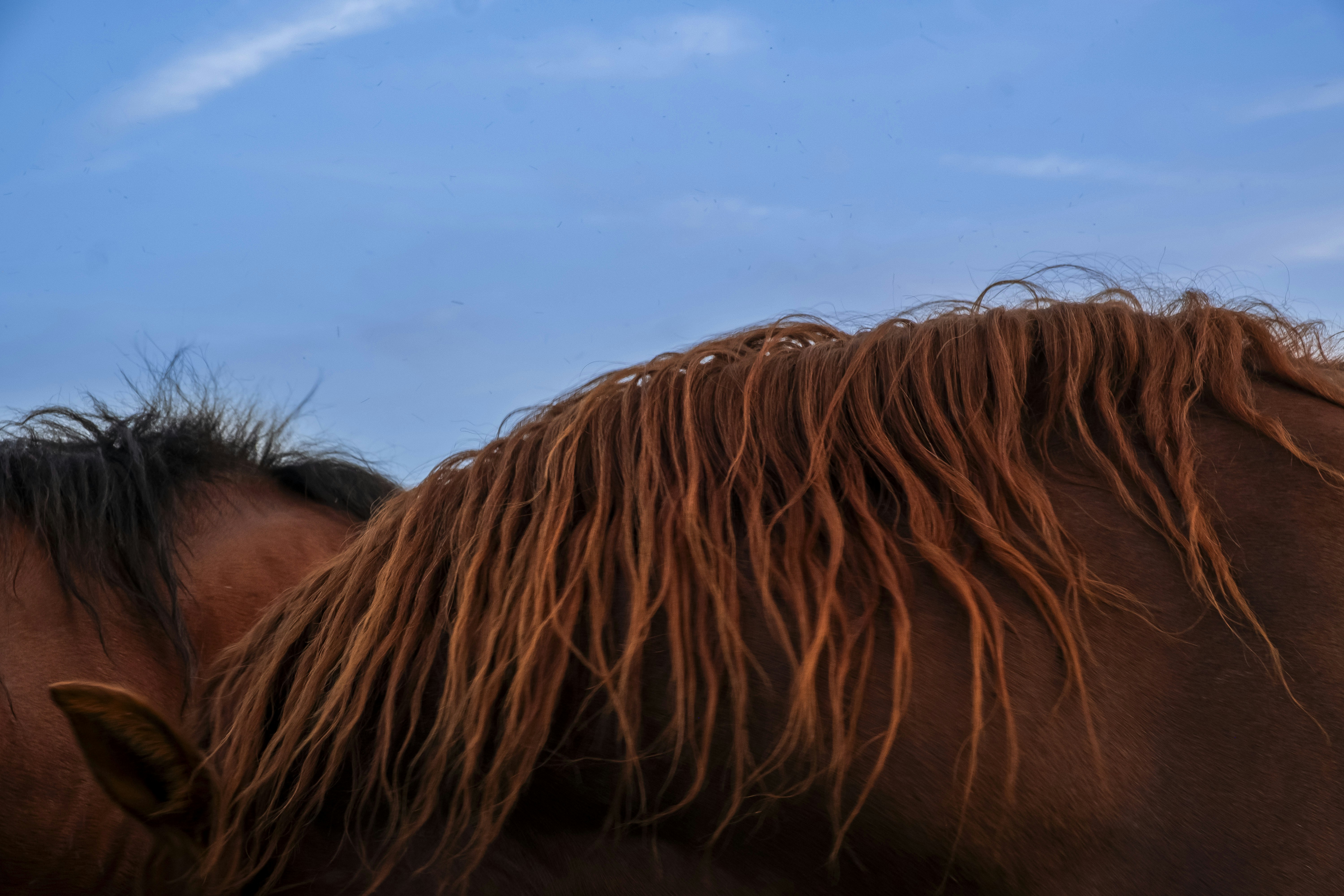 Tangled Chestnut Mane Crossing a Quiet Horizon