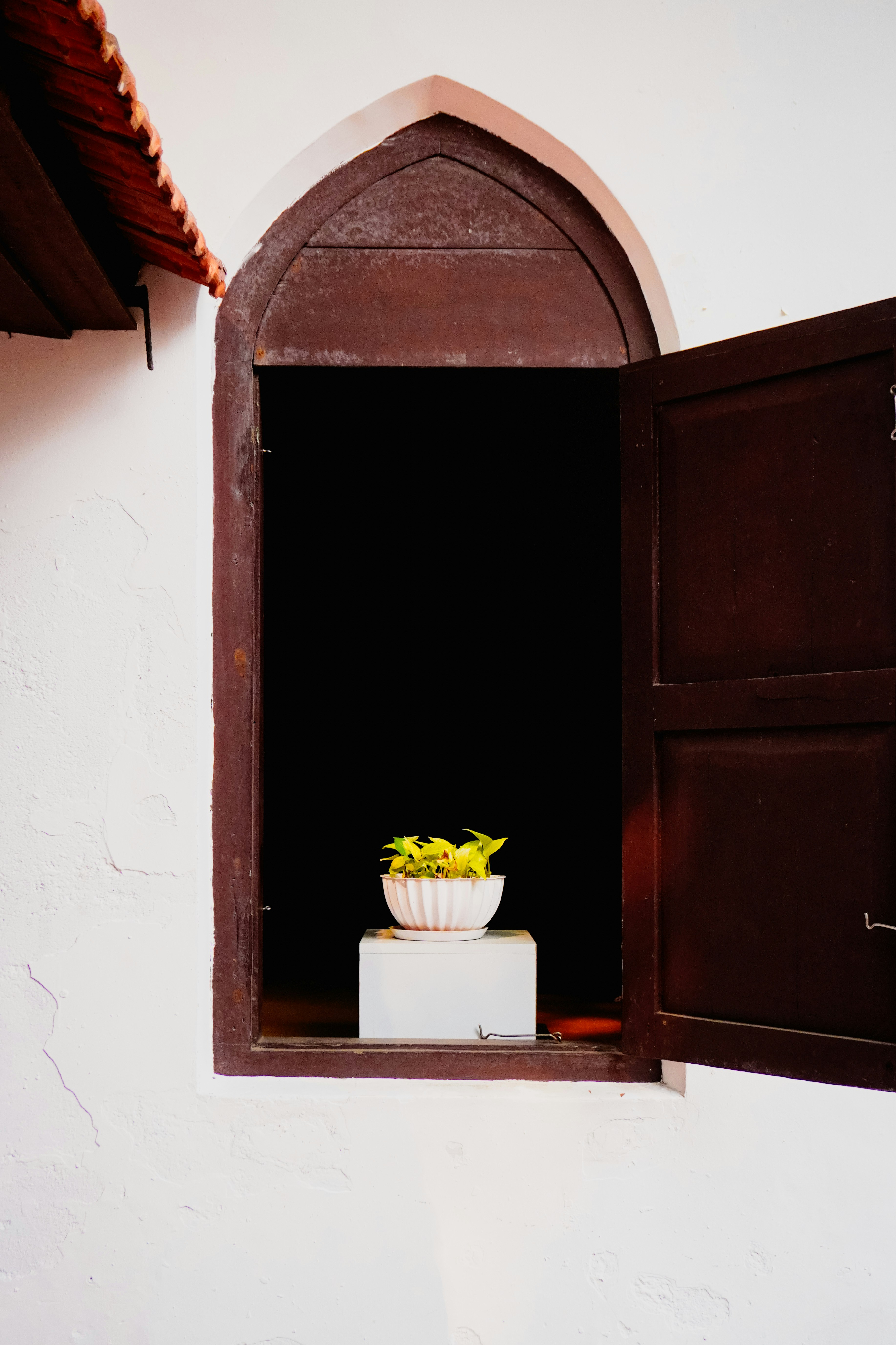 A Quiet Balcony Plant Resting in the Doorframe