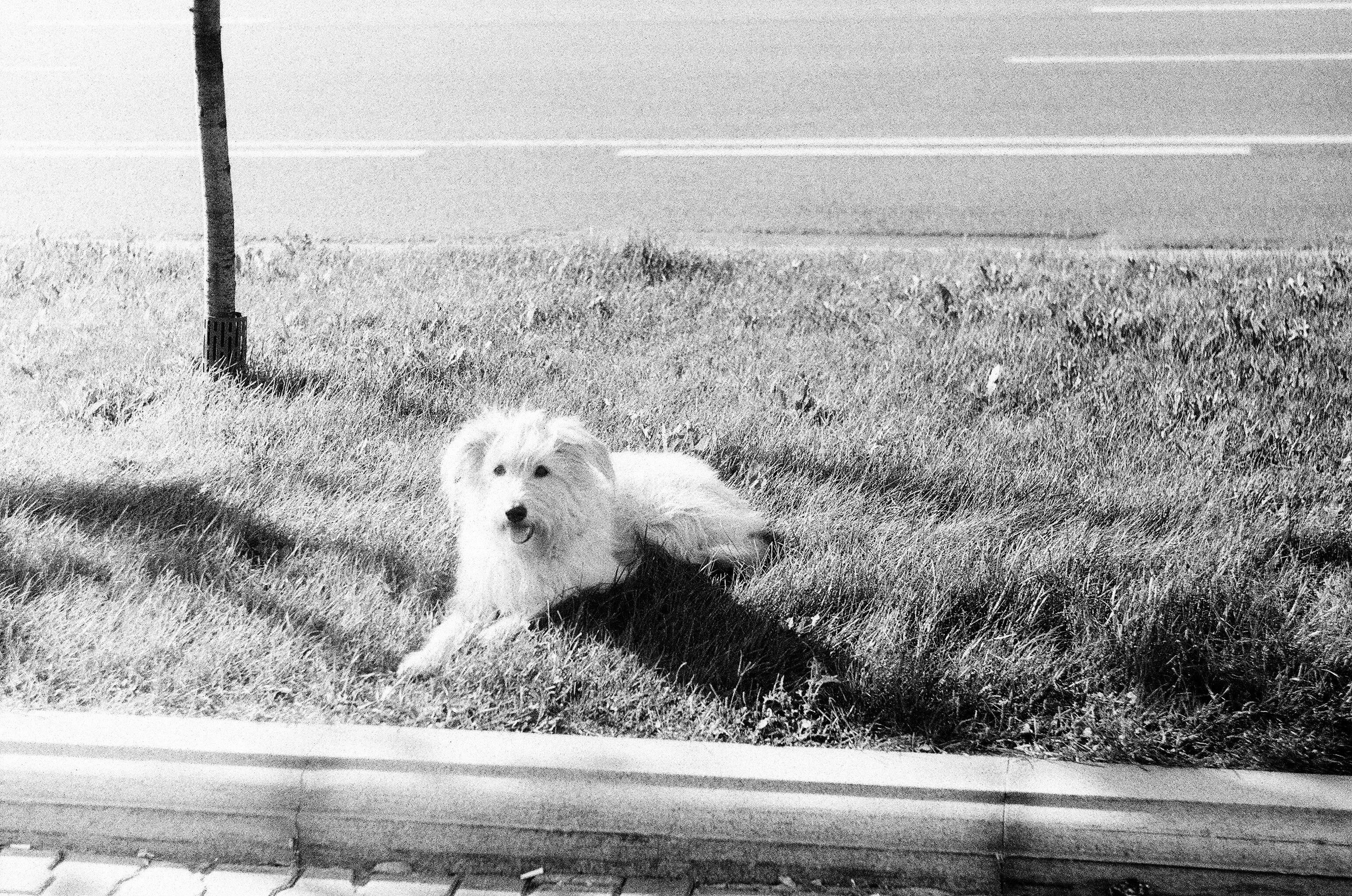 A small white dog lies on grassy ground.