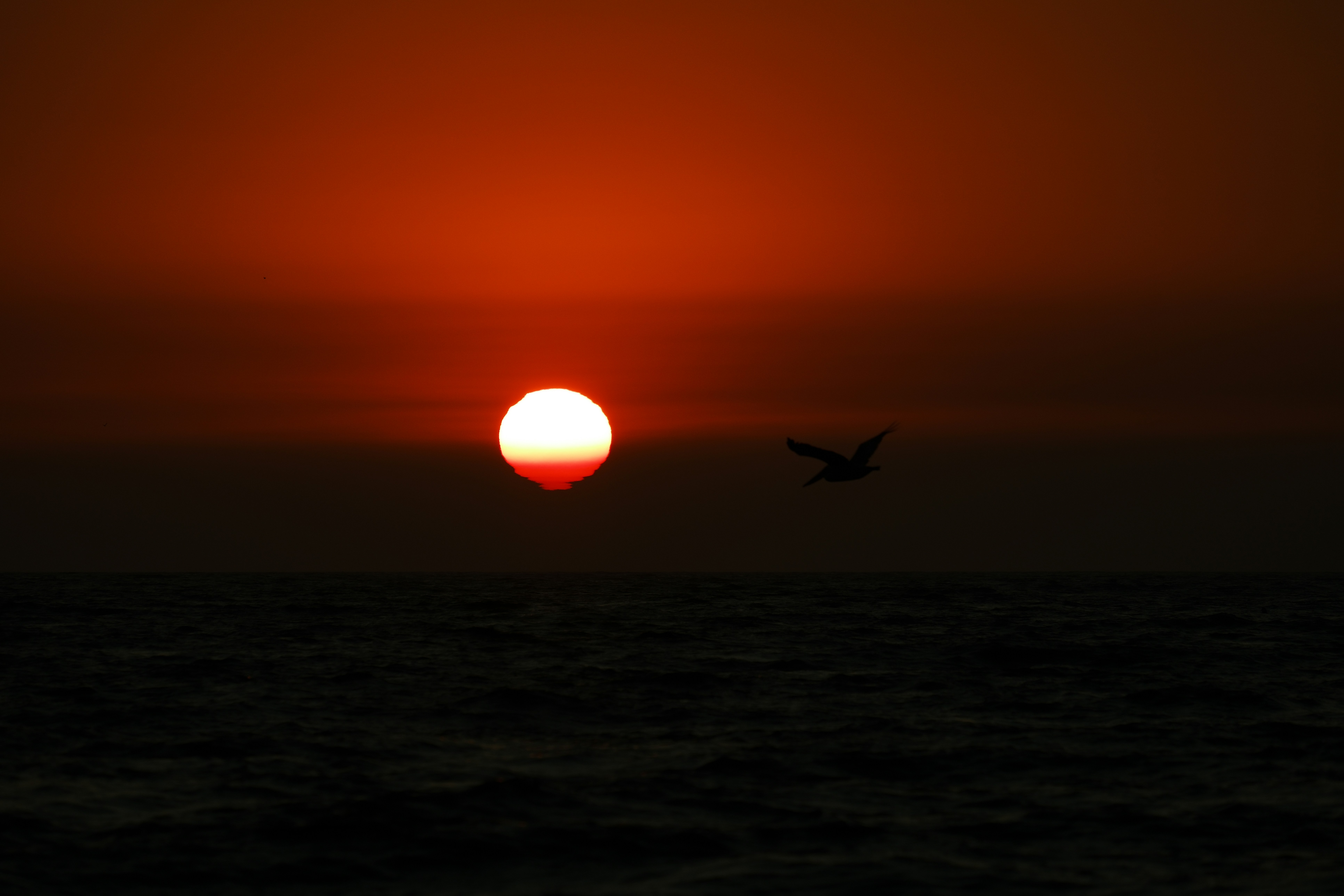 Red Sun on the Horizon: A Lone Bird Over Quiet Waters