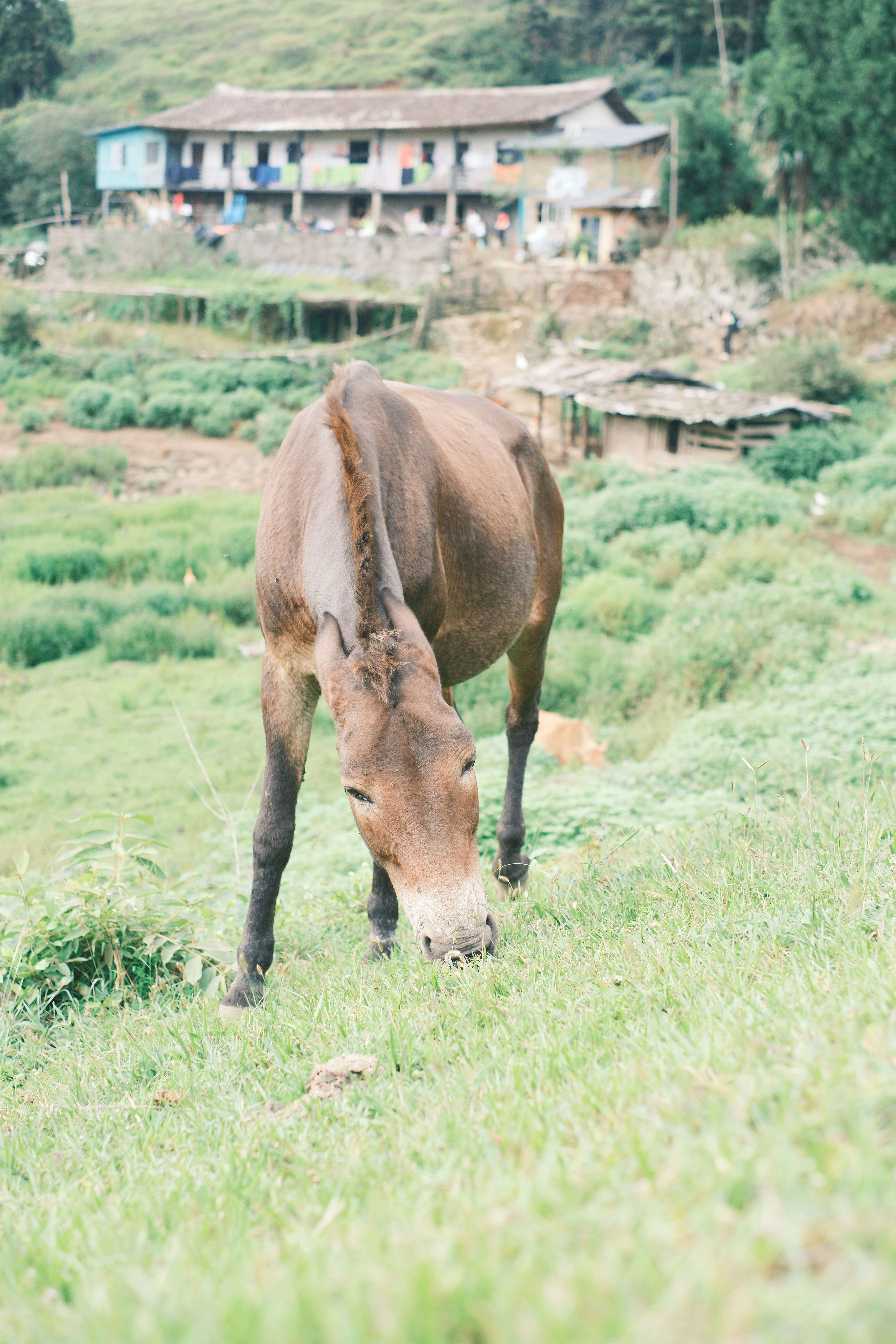 Pasture Grazer under a Quiet Village Horizon