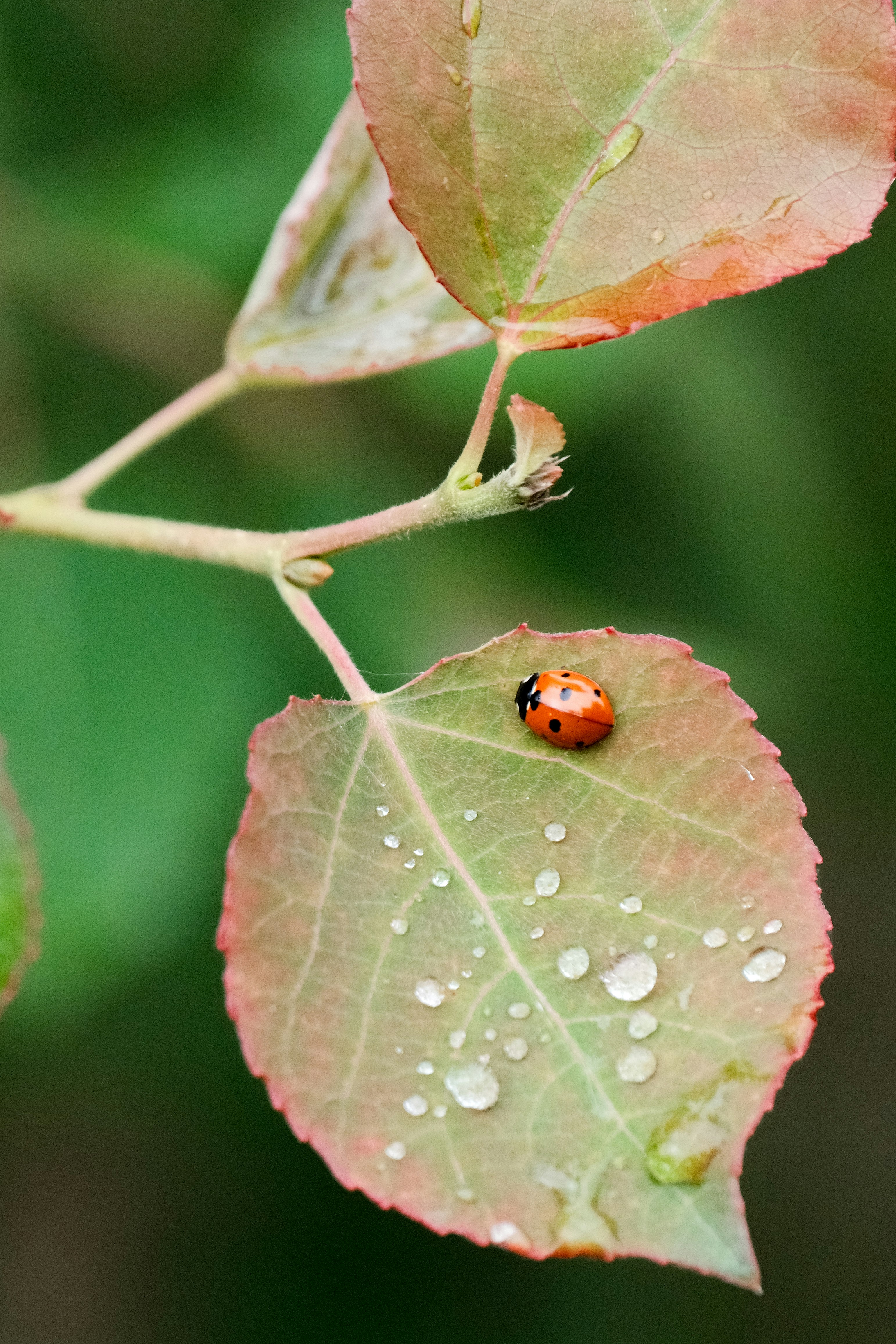 Emerald Leaf Ballet: A Ladybug's Quiet Pause on Dew-Kissed Veins