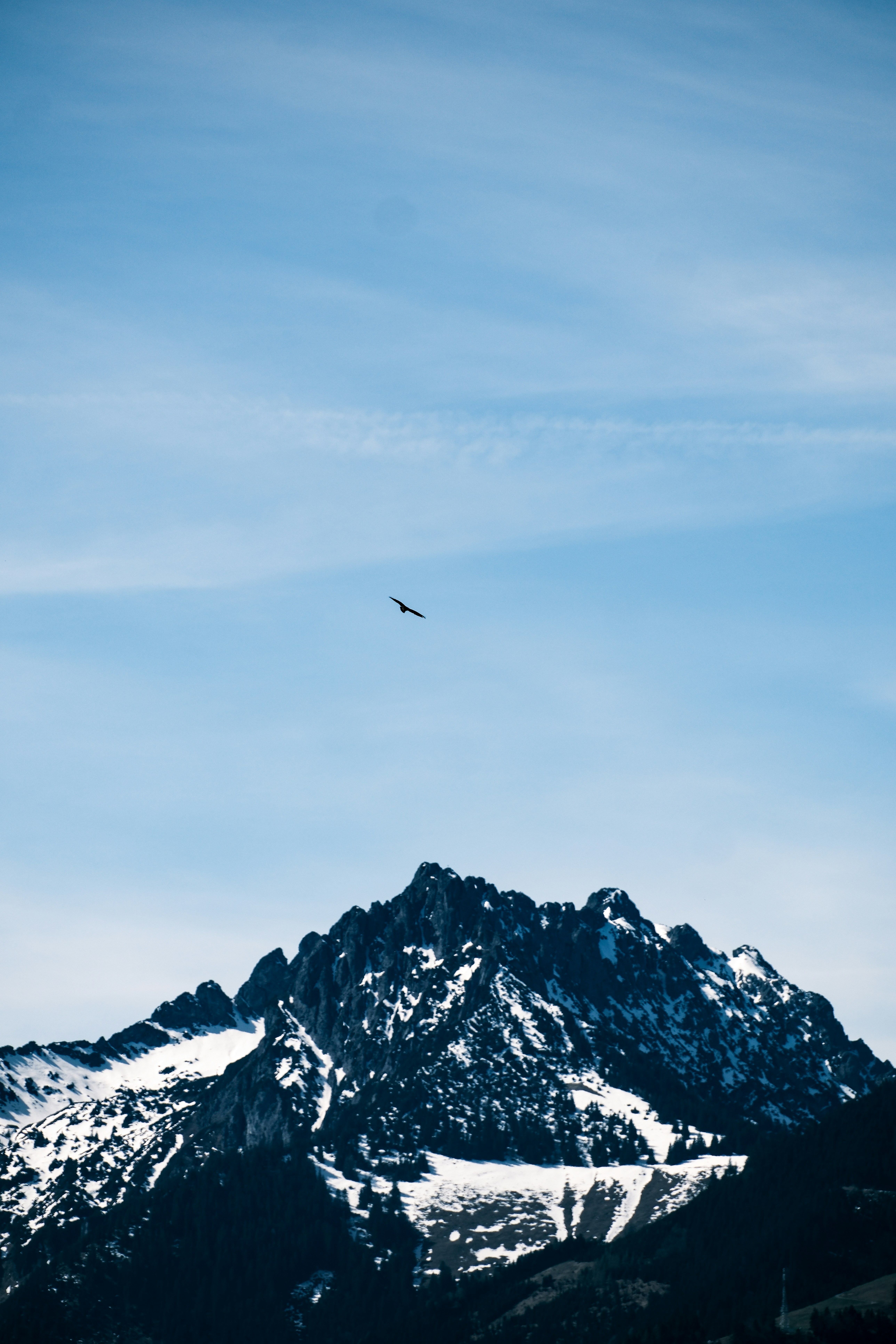 Alpine Glide: A Seabird Traces the Sky Above Snow-Crowned Peaks
