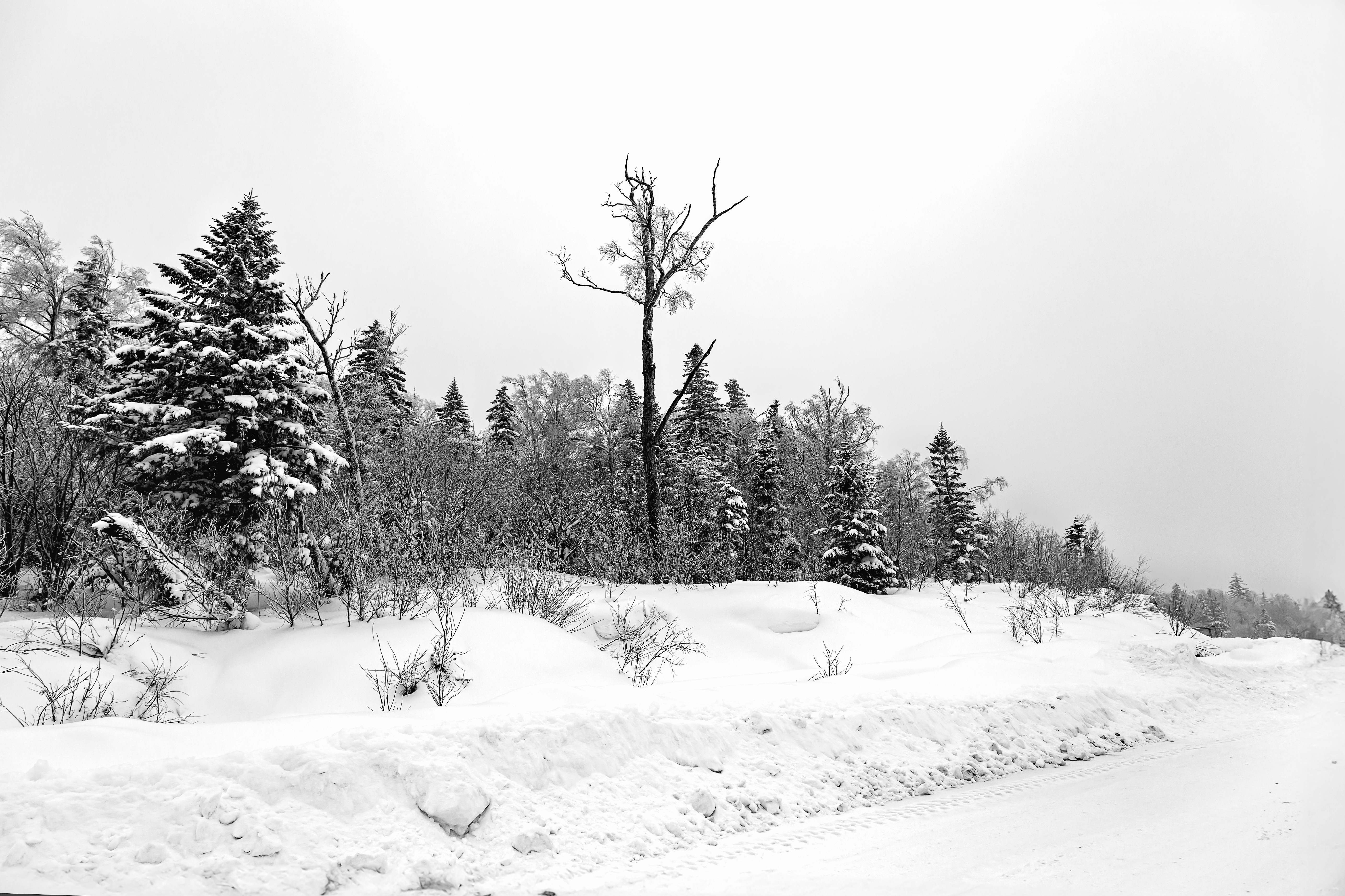 Snow-swept Sentinel: A lone bare tree amid a quiet winter verge