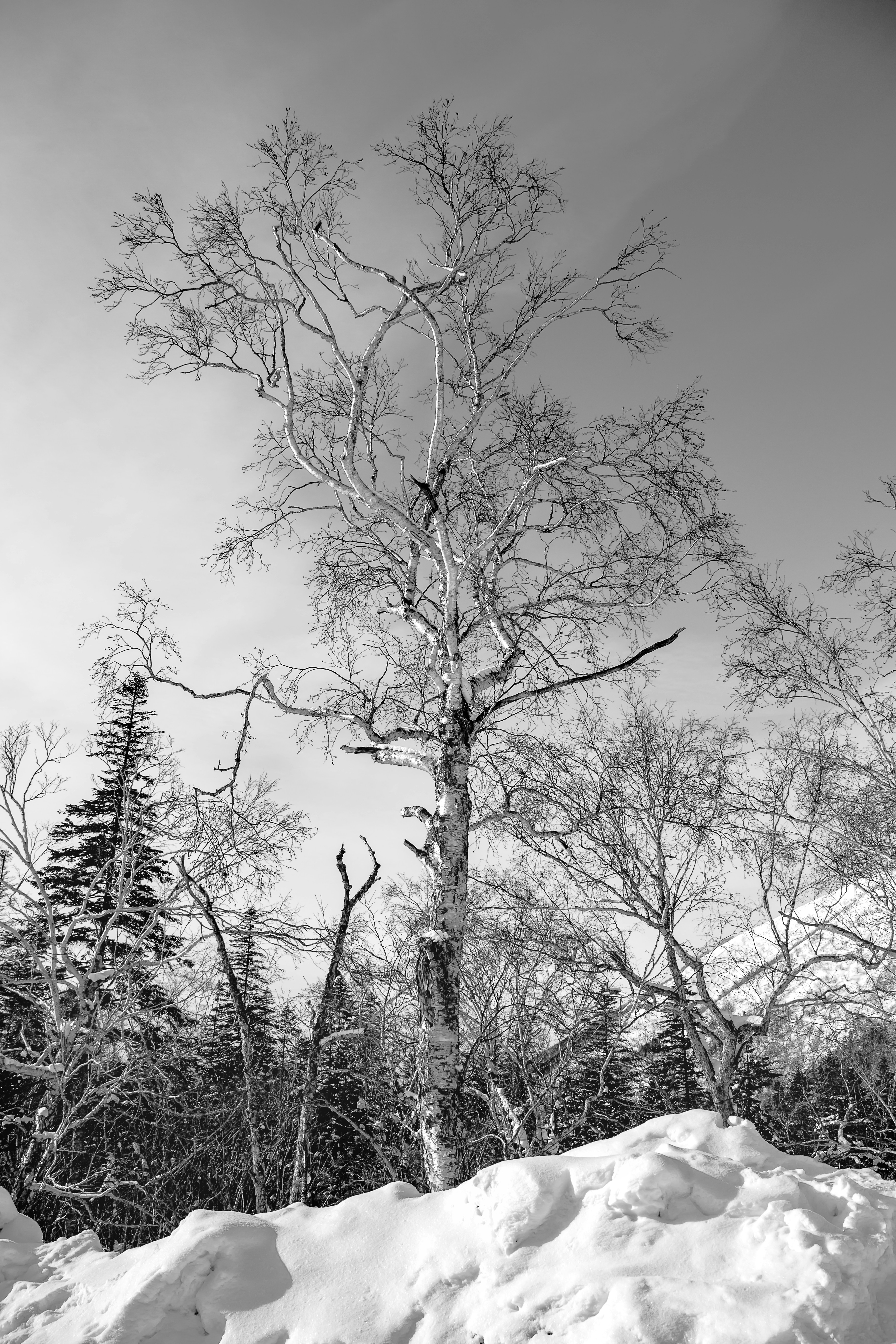 Bare Winter Sentinel: A Leafless Tree Reaching Toward the Sky