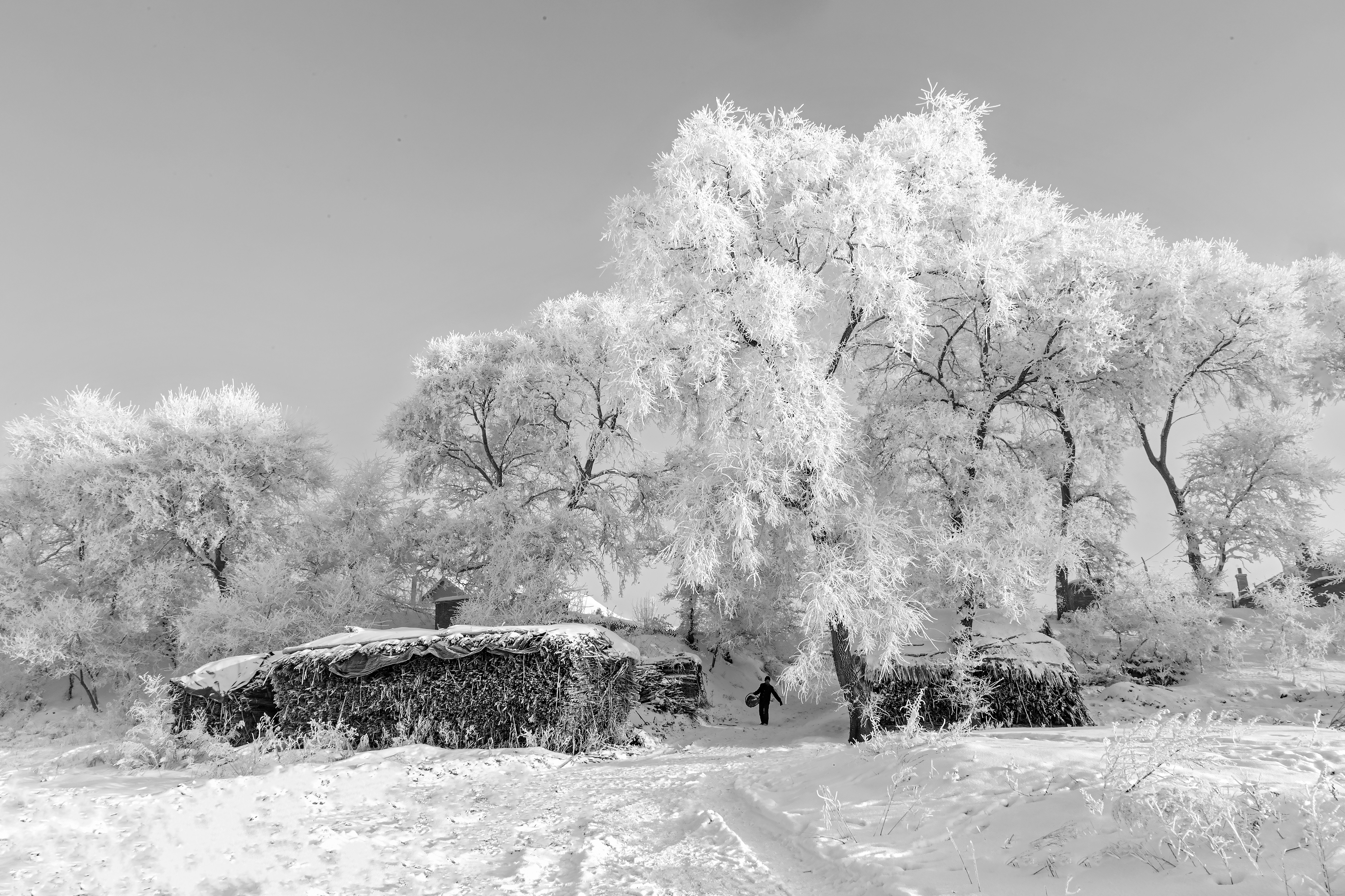 Snowbound Silence: A Frosted Covert Slash at Distant Farmstead