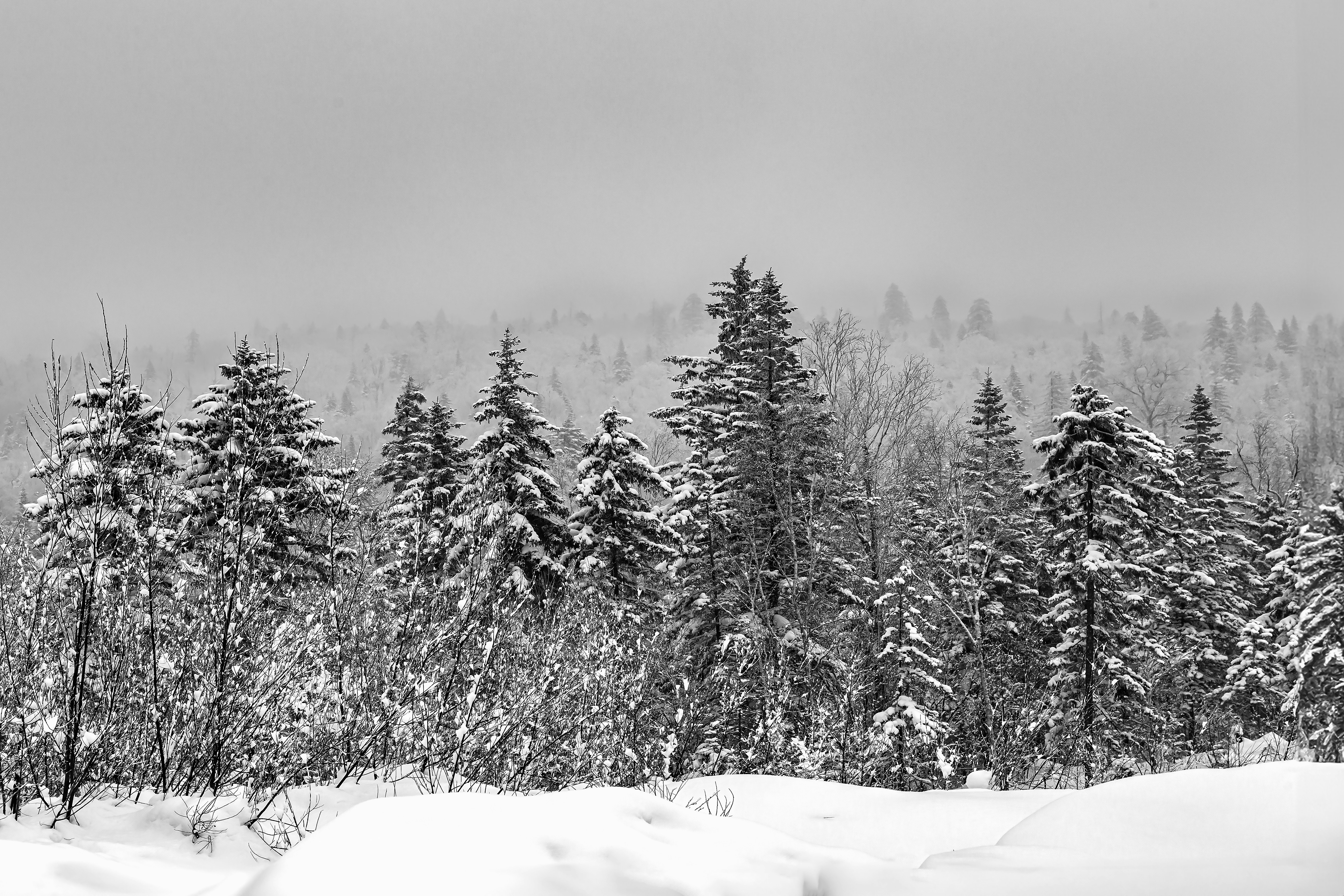 Winter Crest: Snow-Laden Pines Beneath Pale Skies