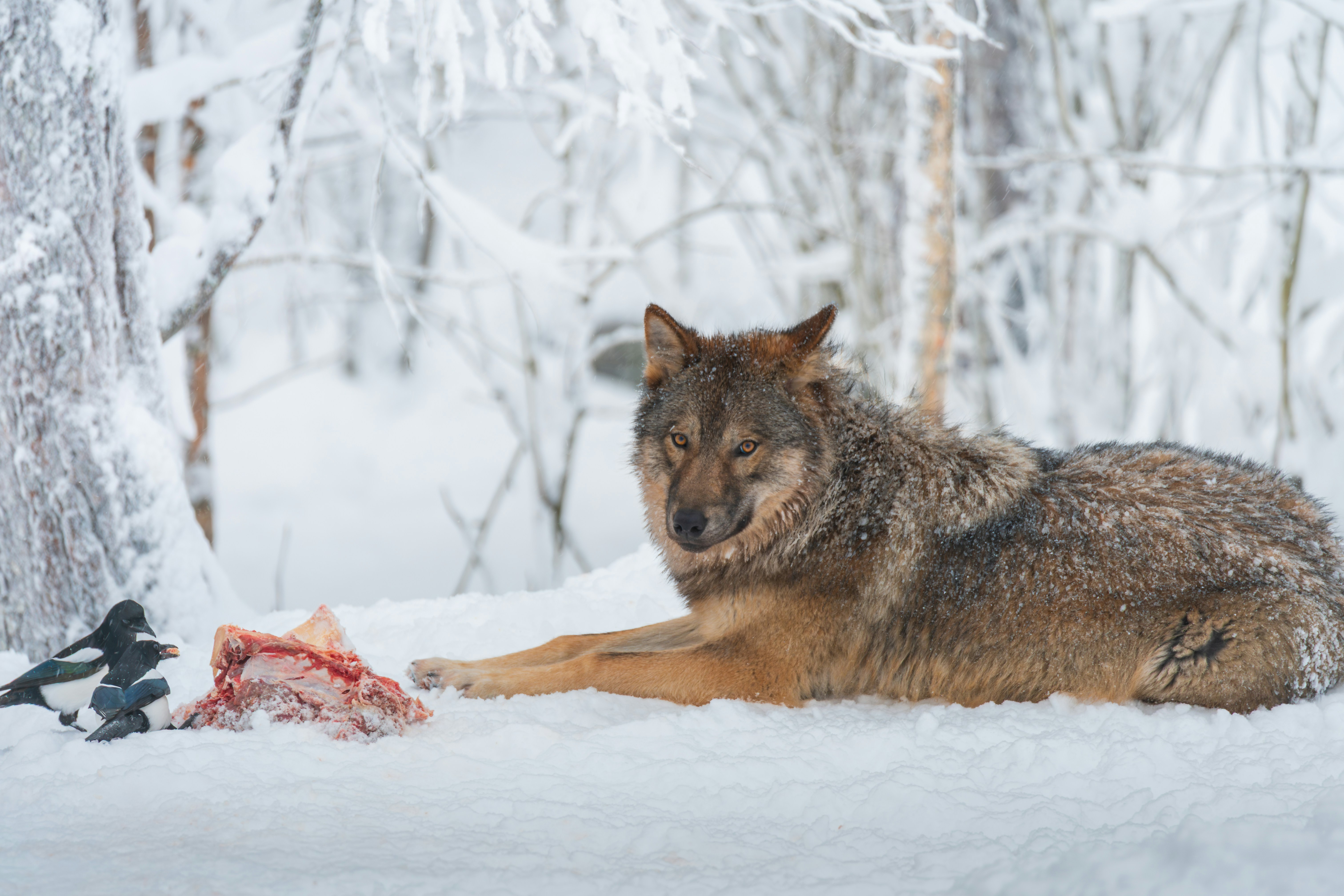 Winter Wolf Resting Over a Snow-Cleft Carcass