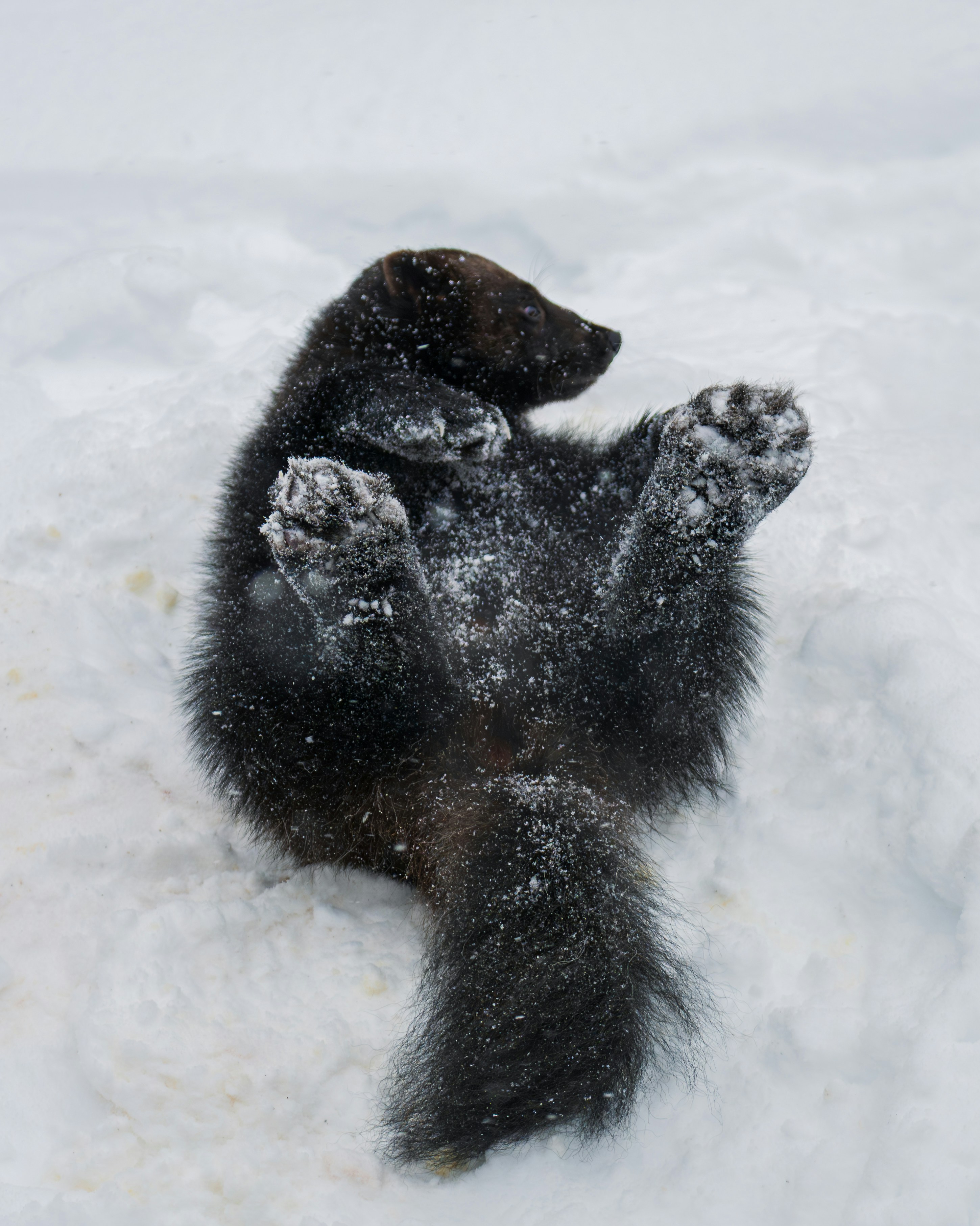 Snowy Pause: A Bear Cub Rolling in Fresh Powder