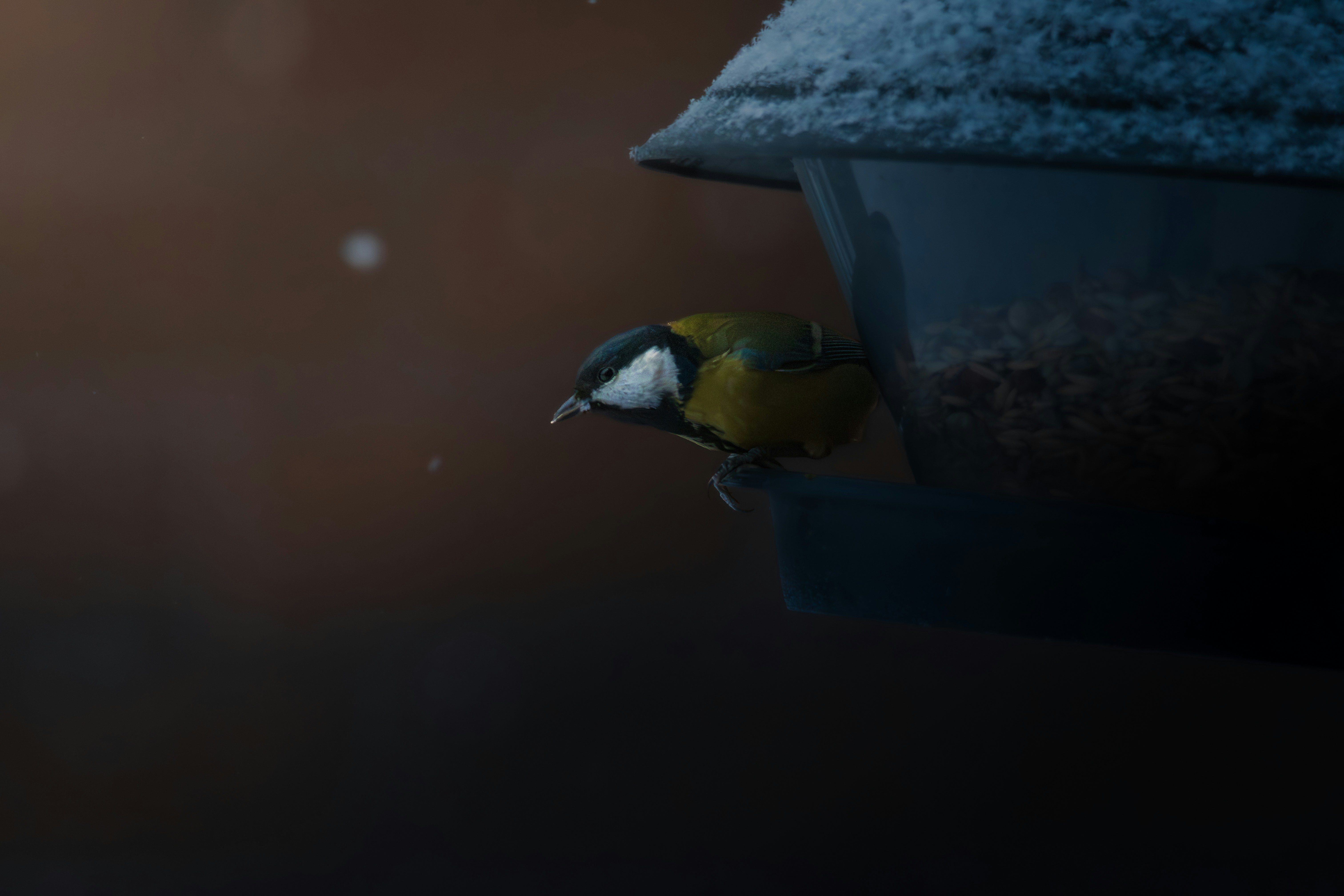 A Winter Visit: Chickadee at the Snowy Feeder