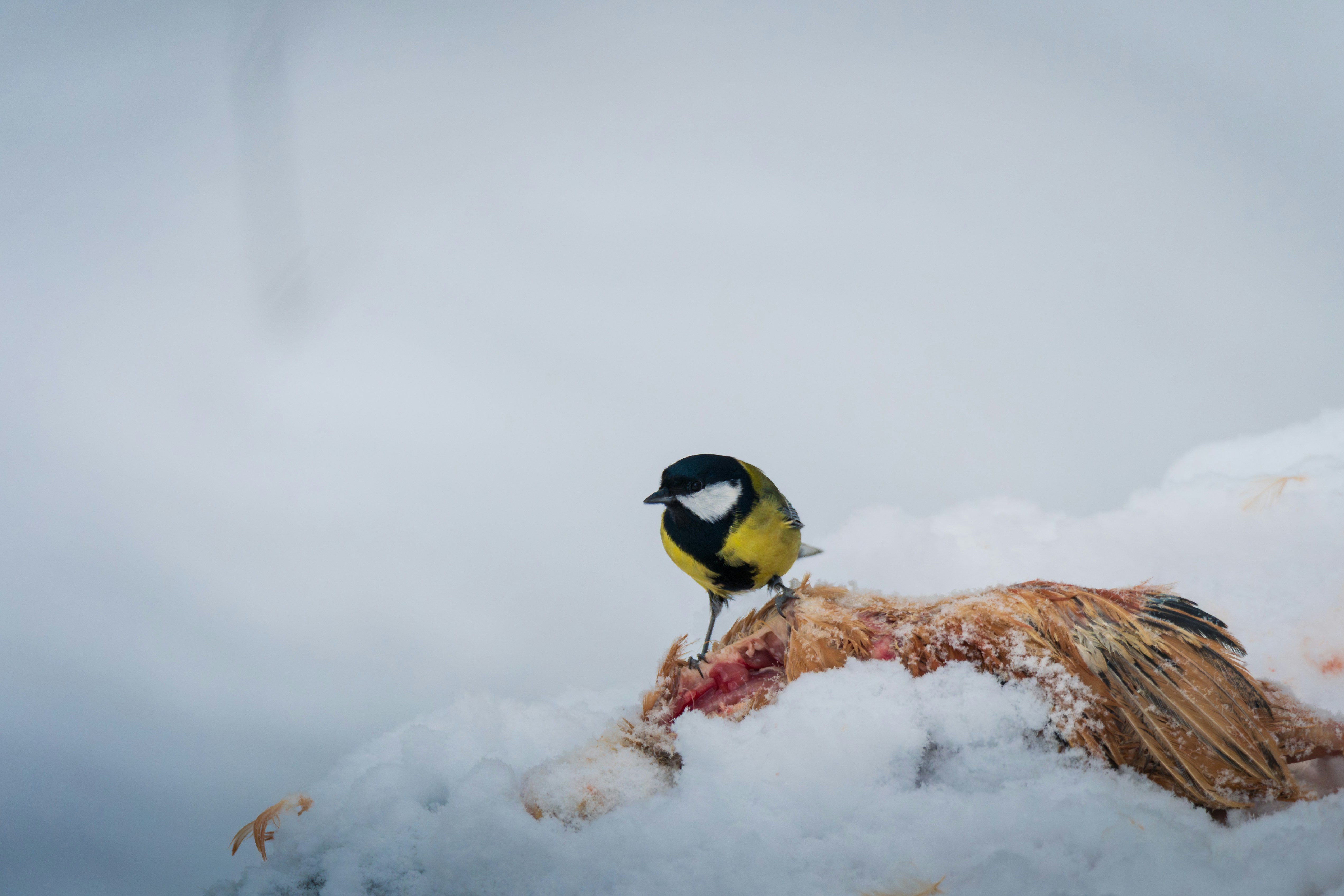 Yellow-breasted Visitor on Snow-Crowned Snowbank