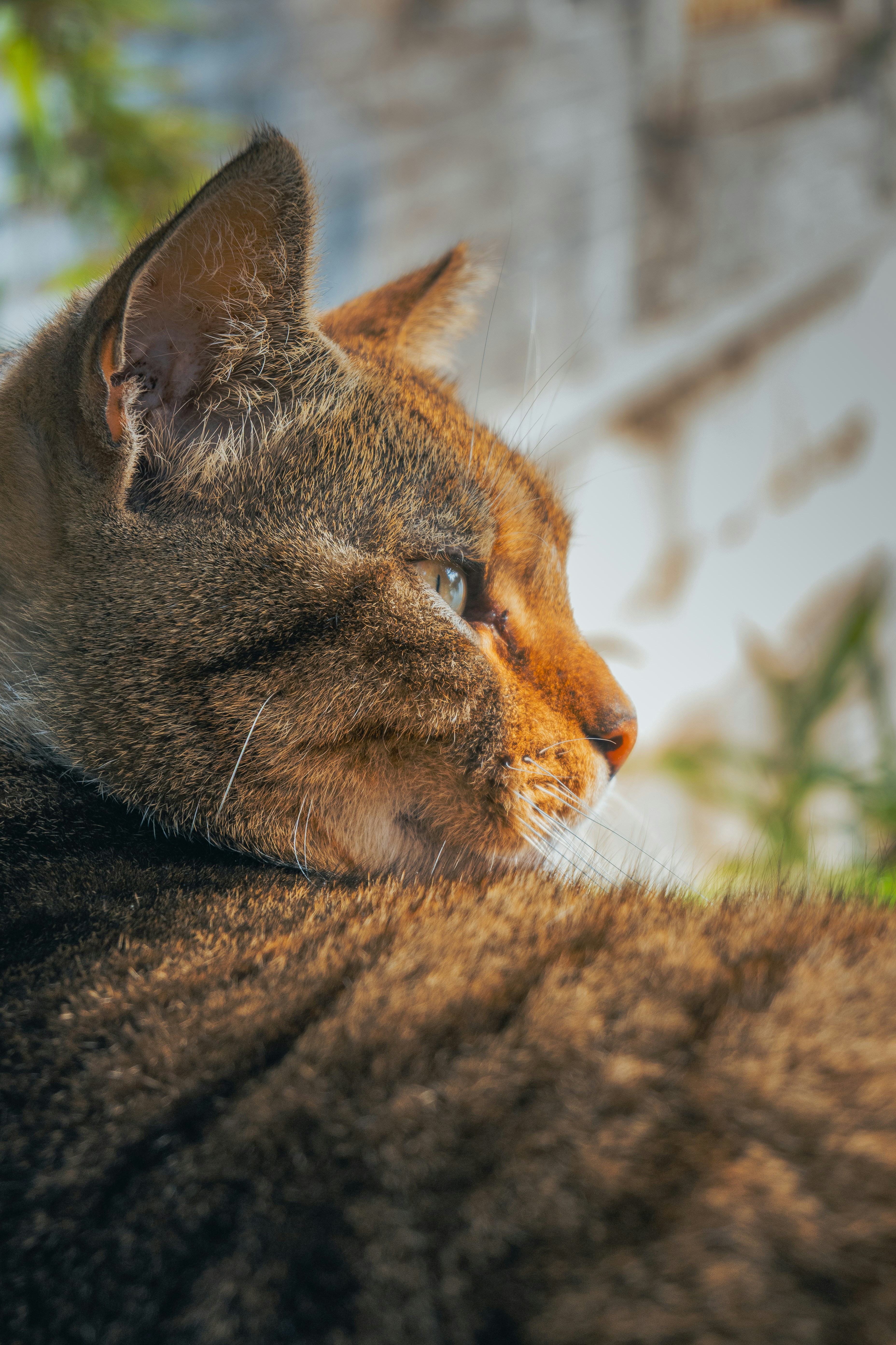Side-profile Gaze: A Cat Painted in Sunlit Texture