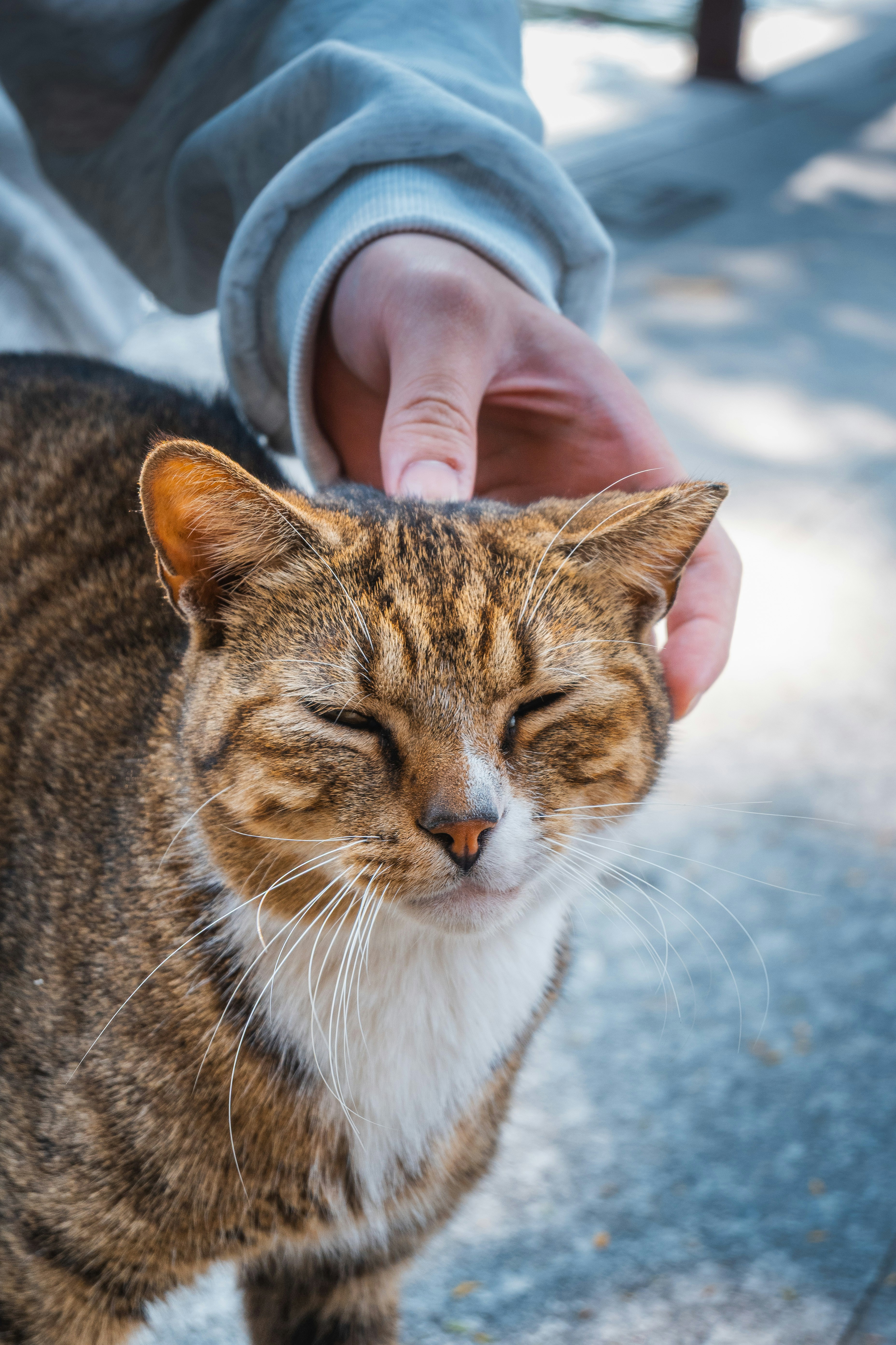Gentle Guilty Pleasure: A Sunlit Cat Beneath a Comforting Hand