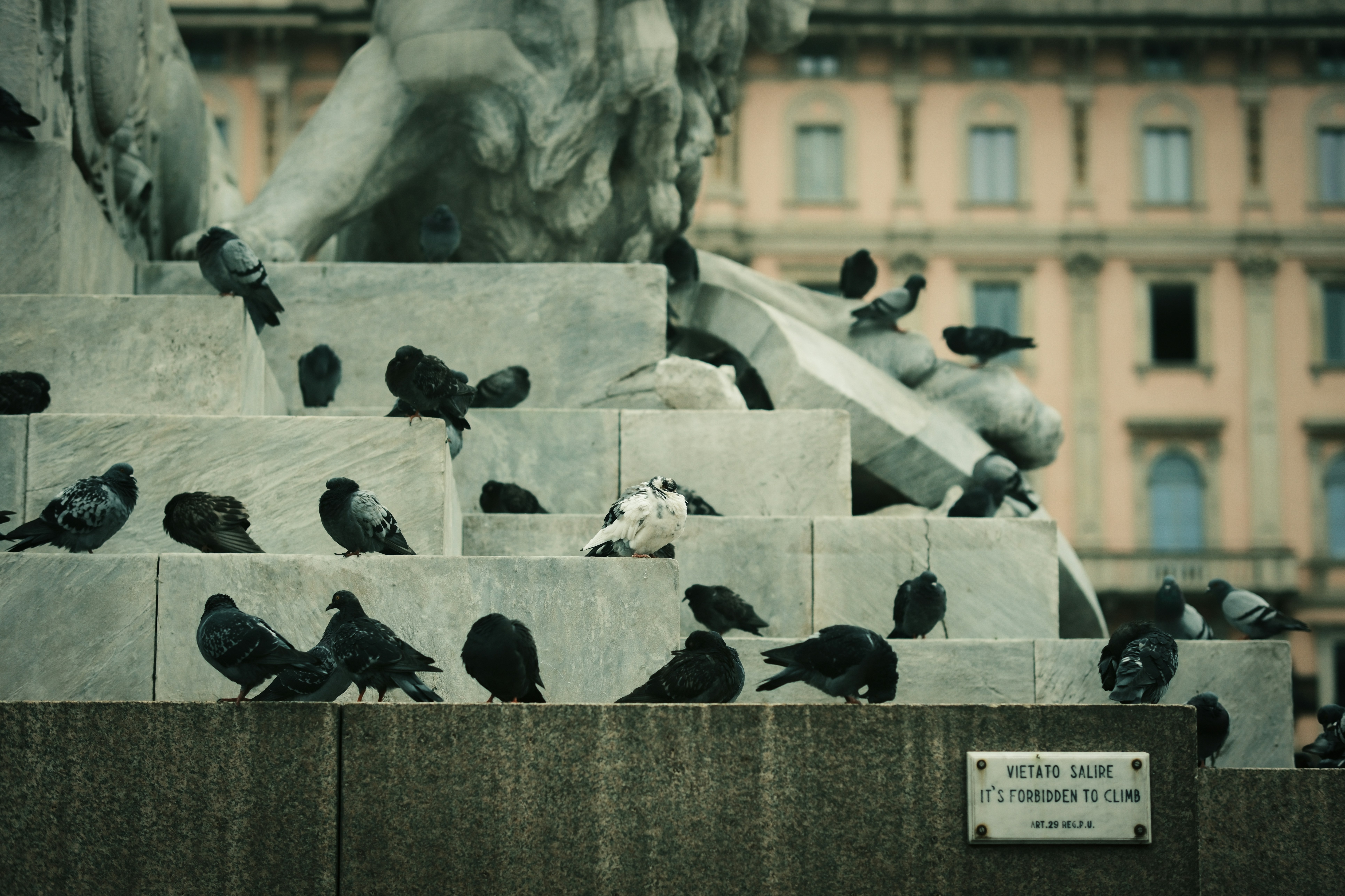 Pigeons on a stepped monument: a quiet chorus among stone and history