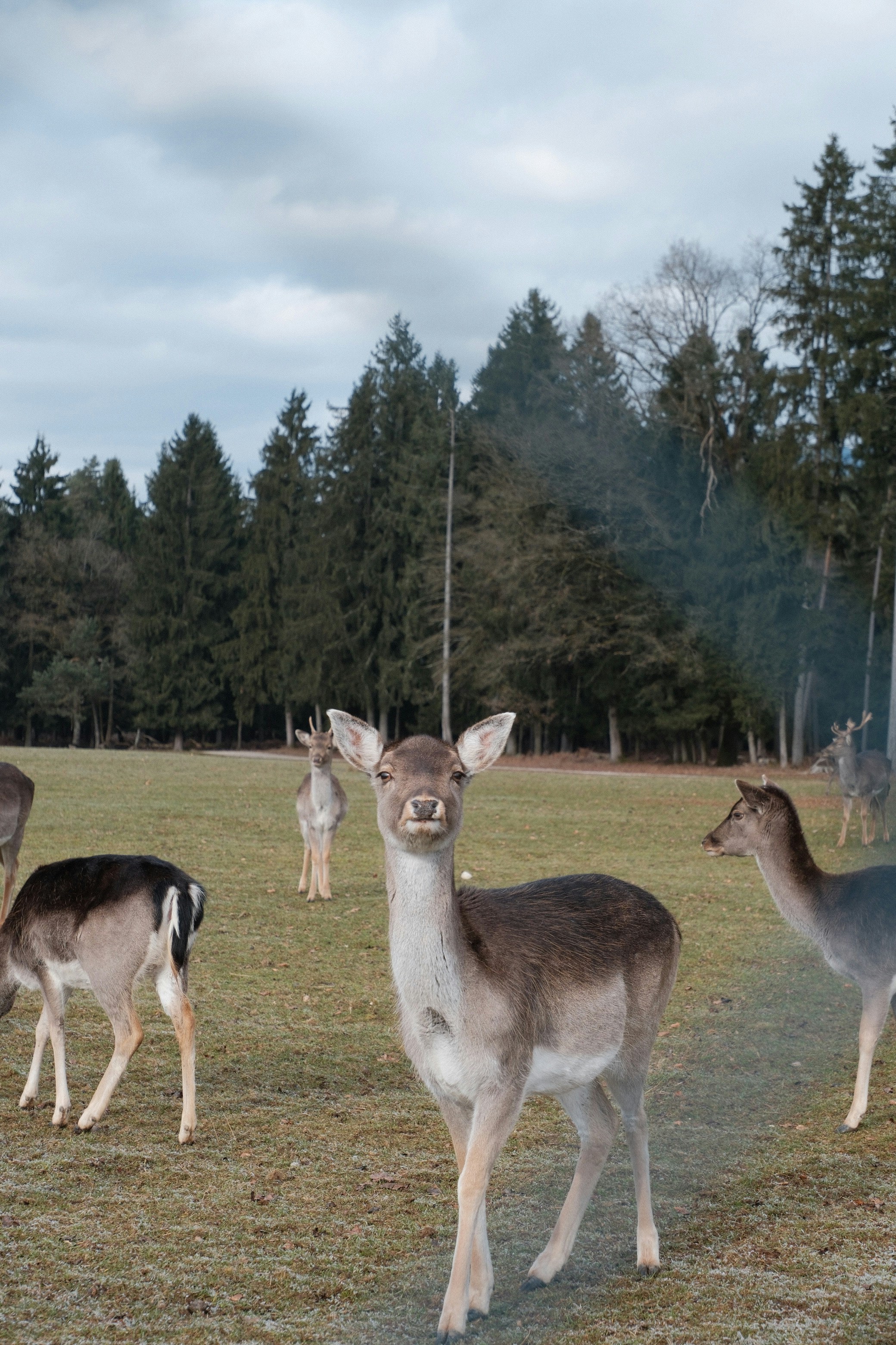 Curious Doe Leads a Meadow Parade