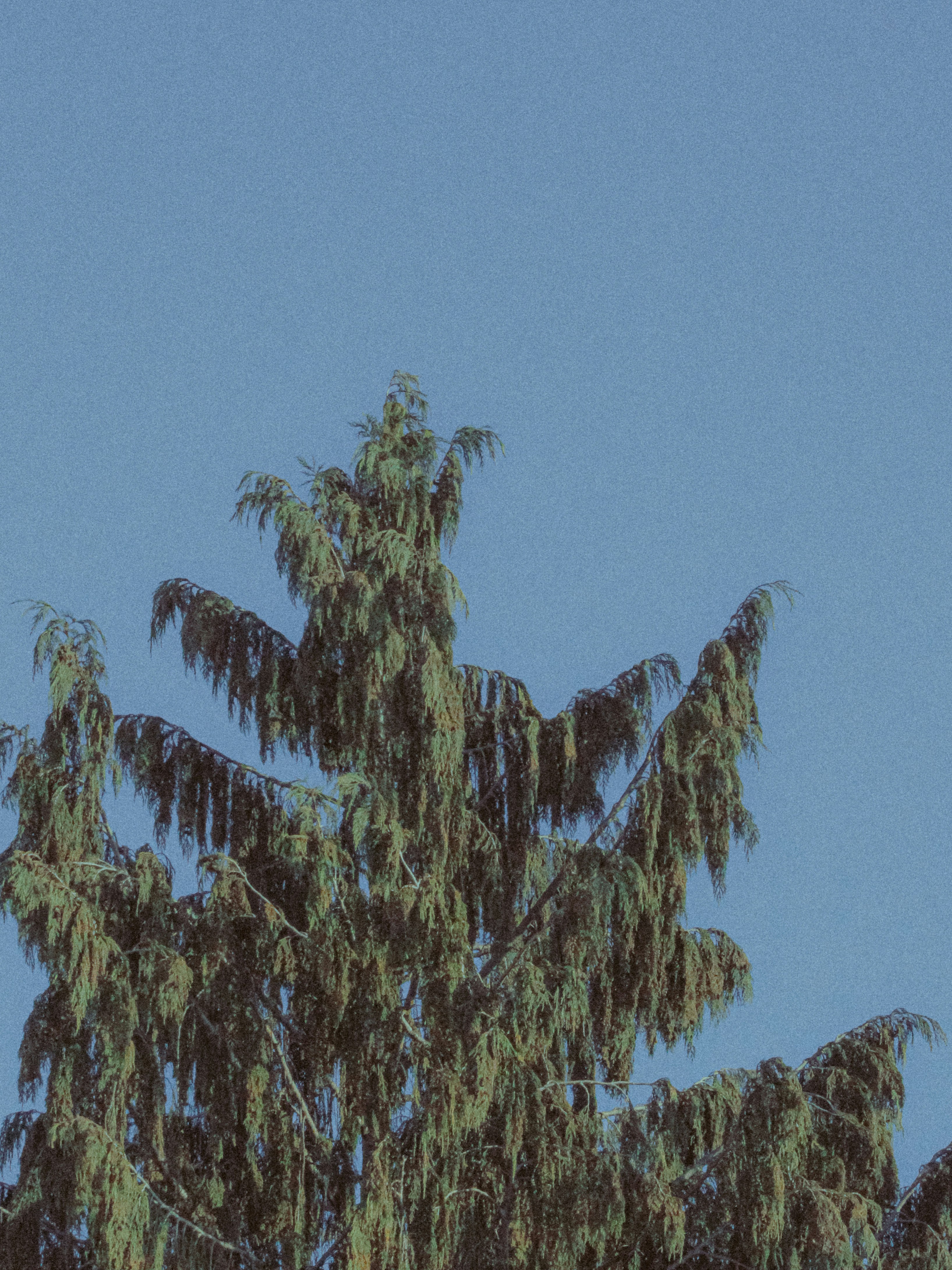 Crown of Cedar Against a Clear Sky