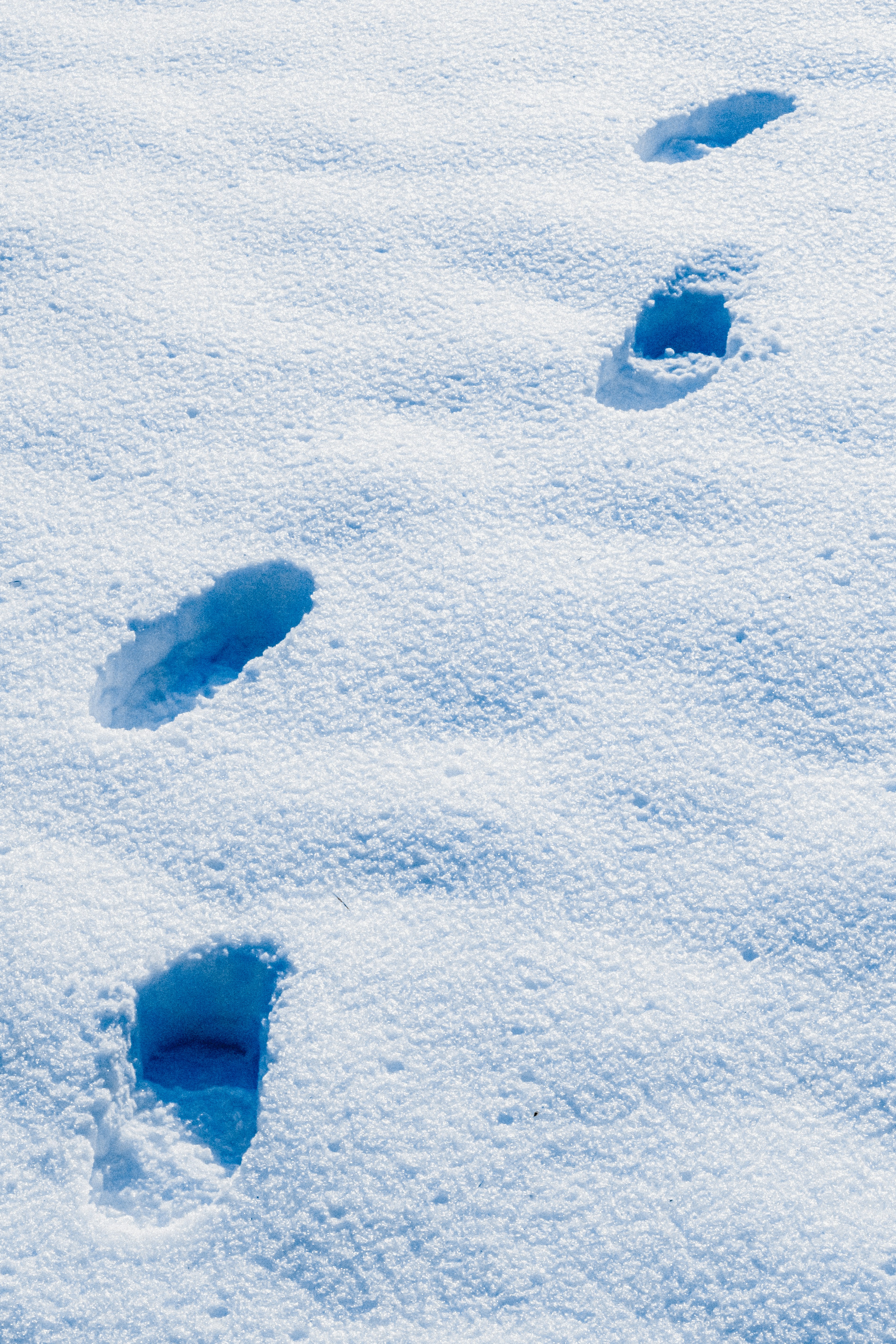 Blue Shadow Steps in Fresh Snow