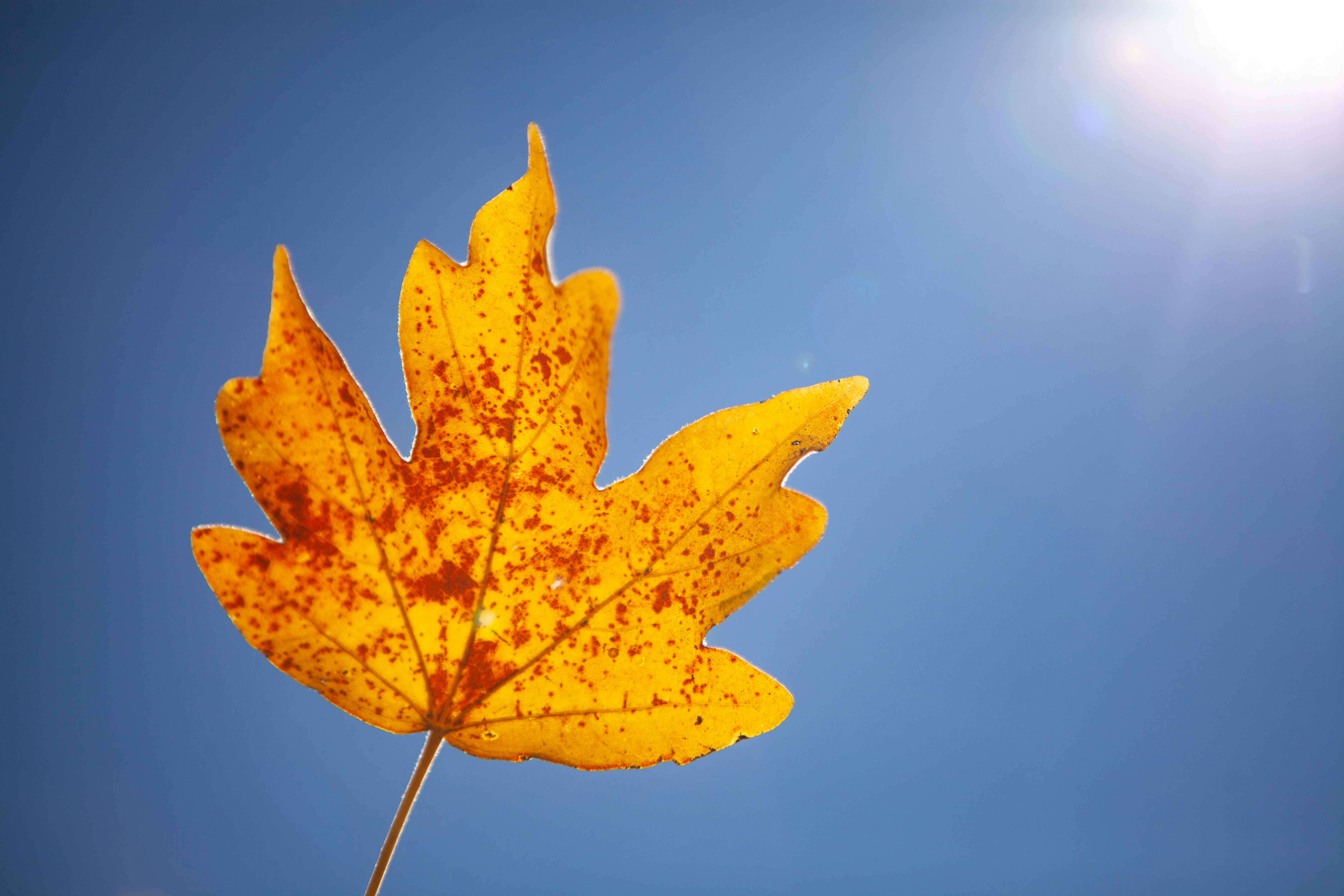 Bright Maple Leaf Reaching Toward a Free Sky