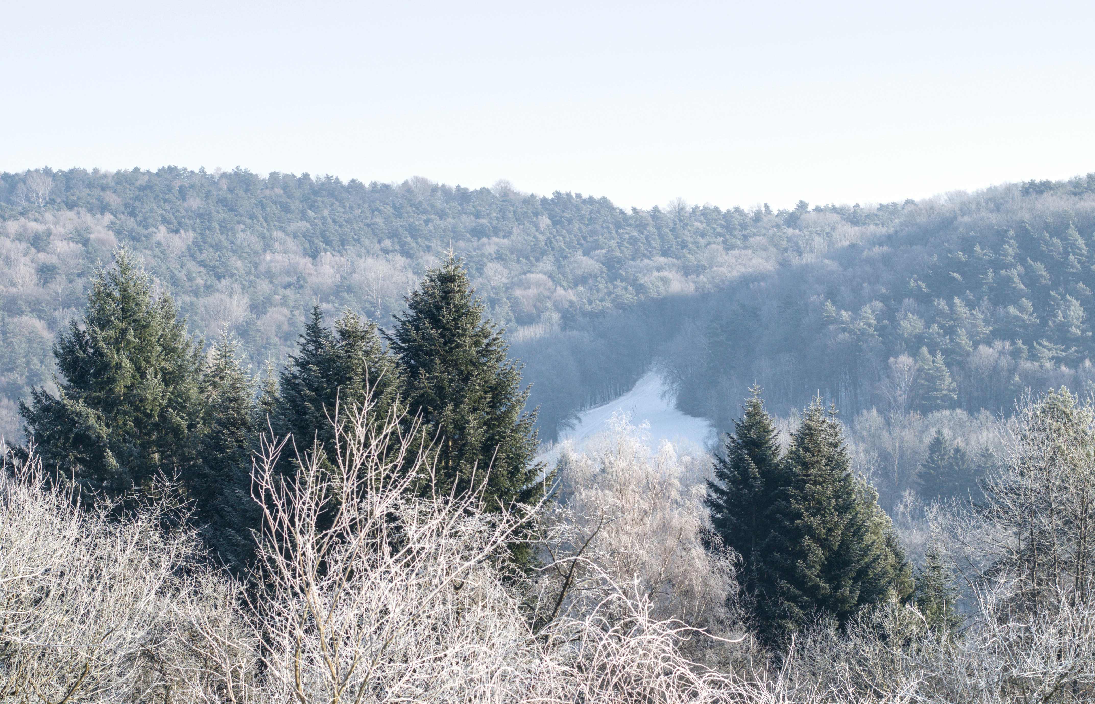 Winter Hillside Forest Under a Clear Sky