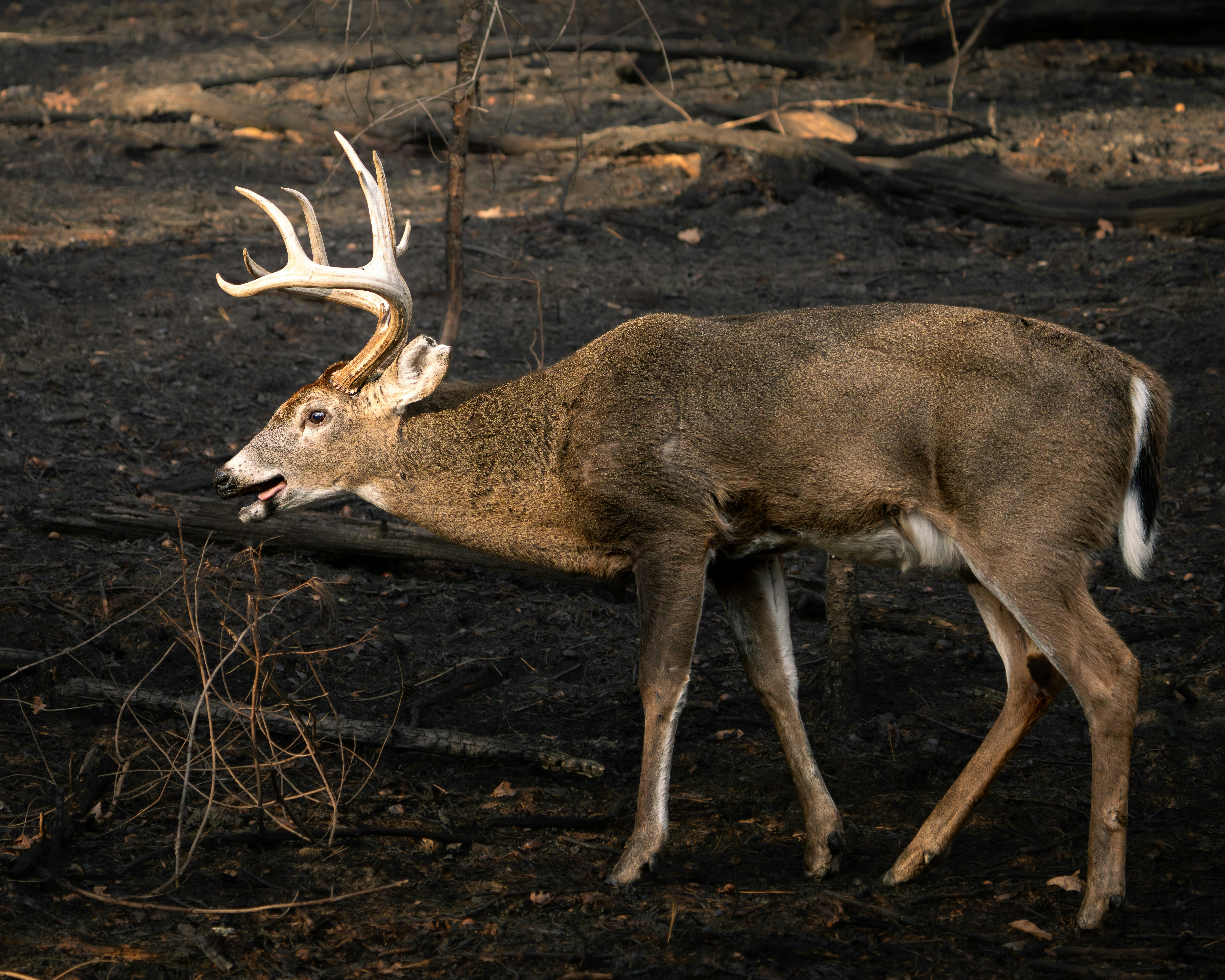 Mourning in the Burnt Field: A Velvet Tusk Strides