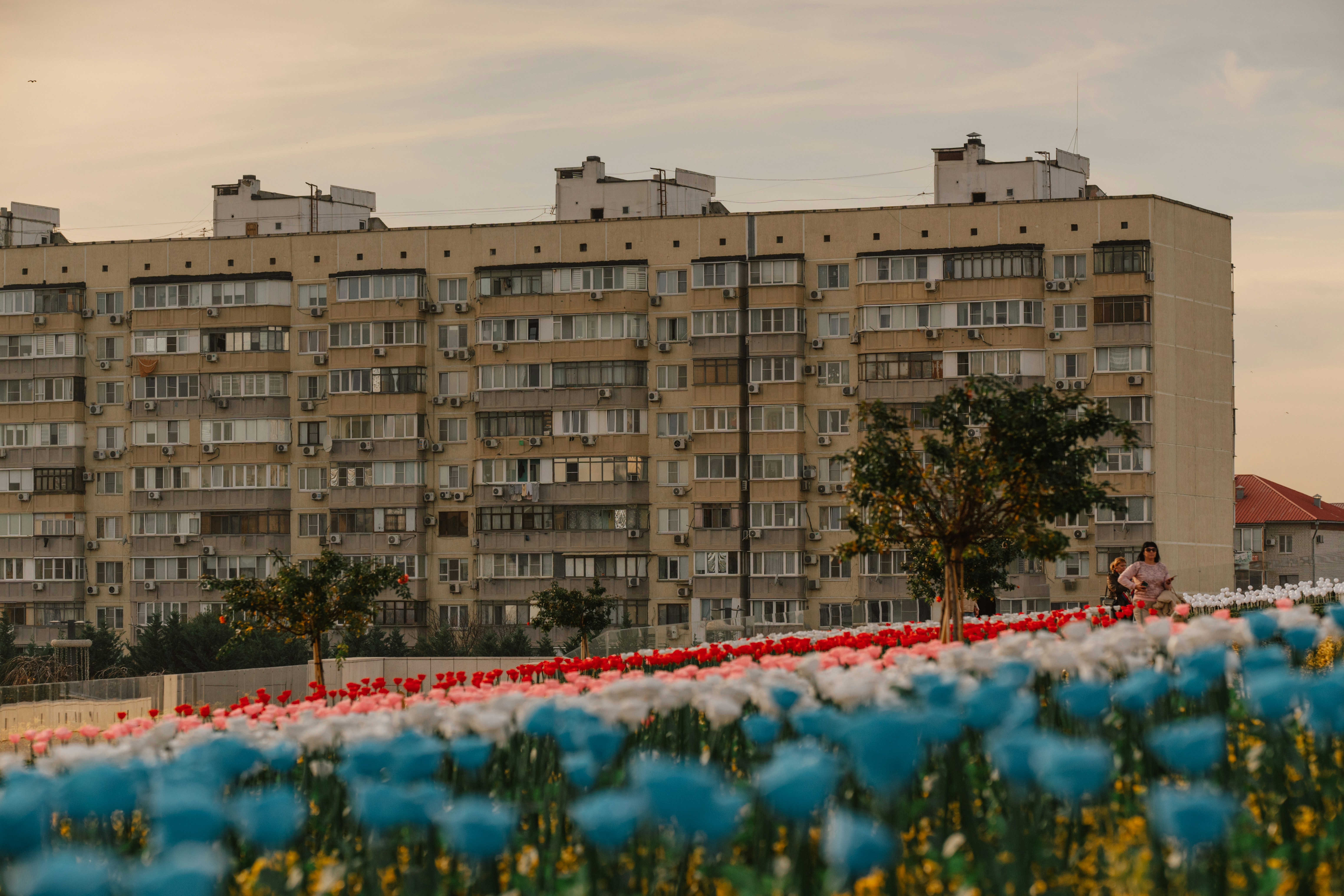 Rows of Blue and Red Tulips Against a Concrete Apartment Canvas